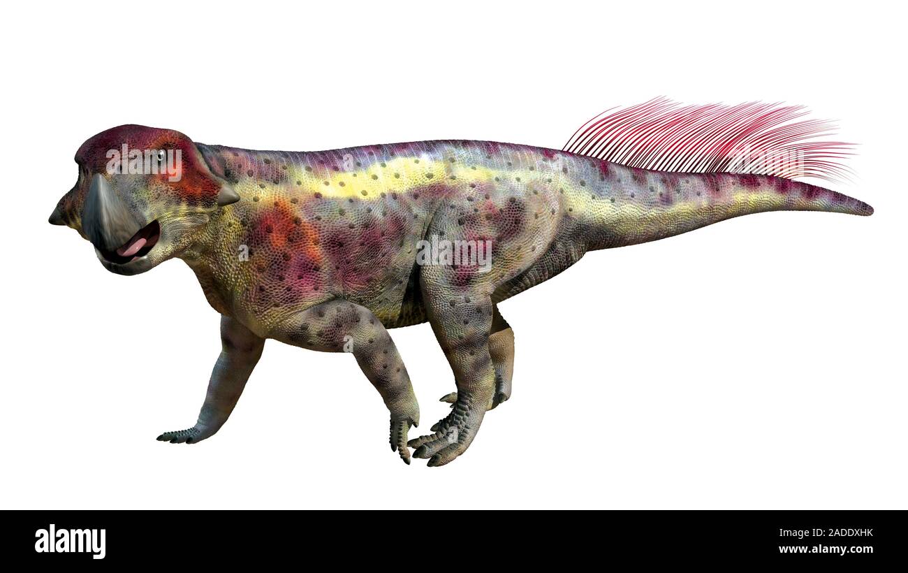 Psittacosaurus, illustration. One species of the small parrot-headed ...