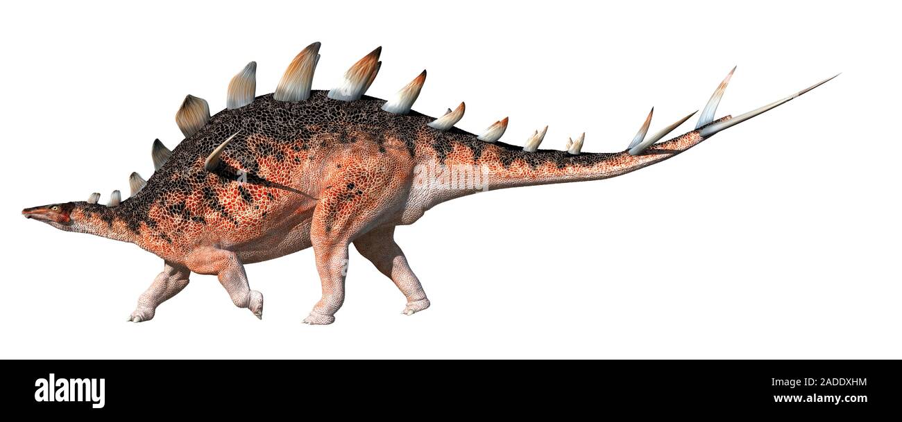 Loricatosaurus, illustration. Ferocious spikes more than a metre long ...