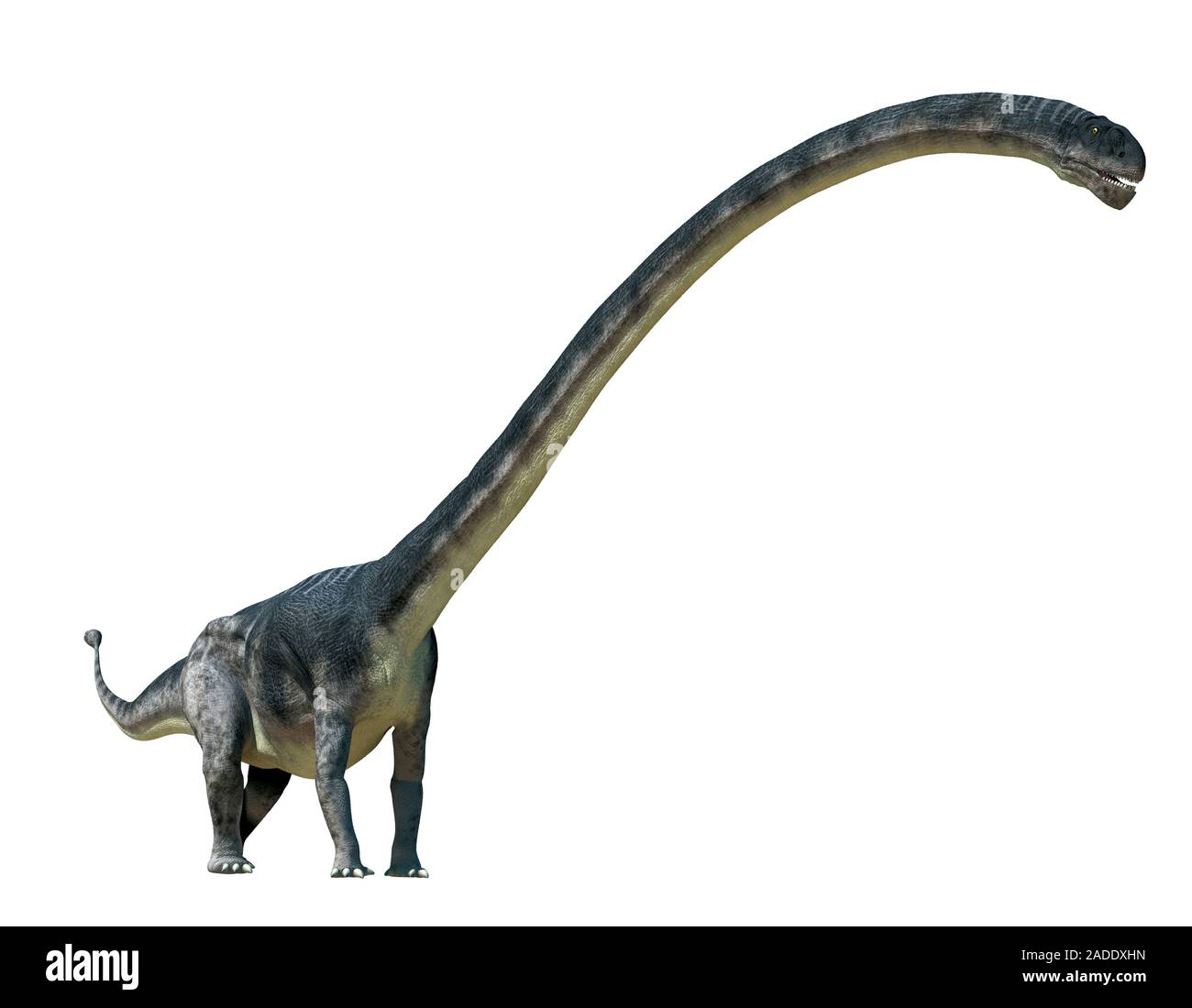 Omeisaurus, illustration. Omeisaurus holds the record for the longest ...