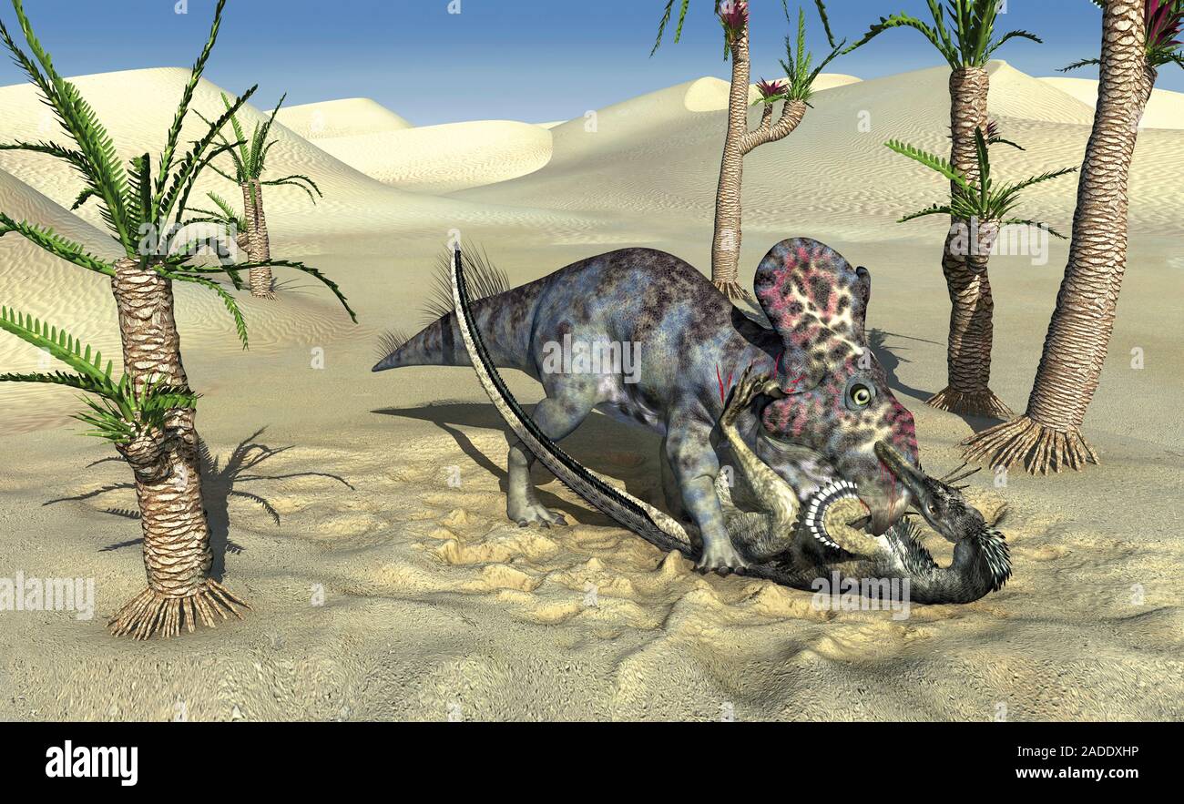 Velociraptor and Protoceratops in combat, illustration. The most ...