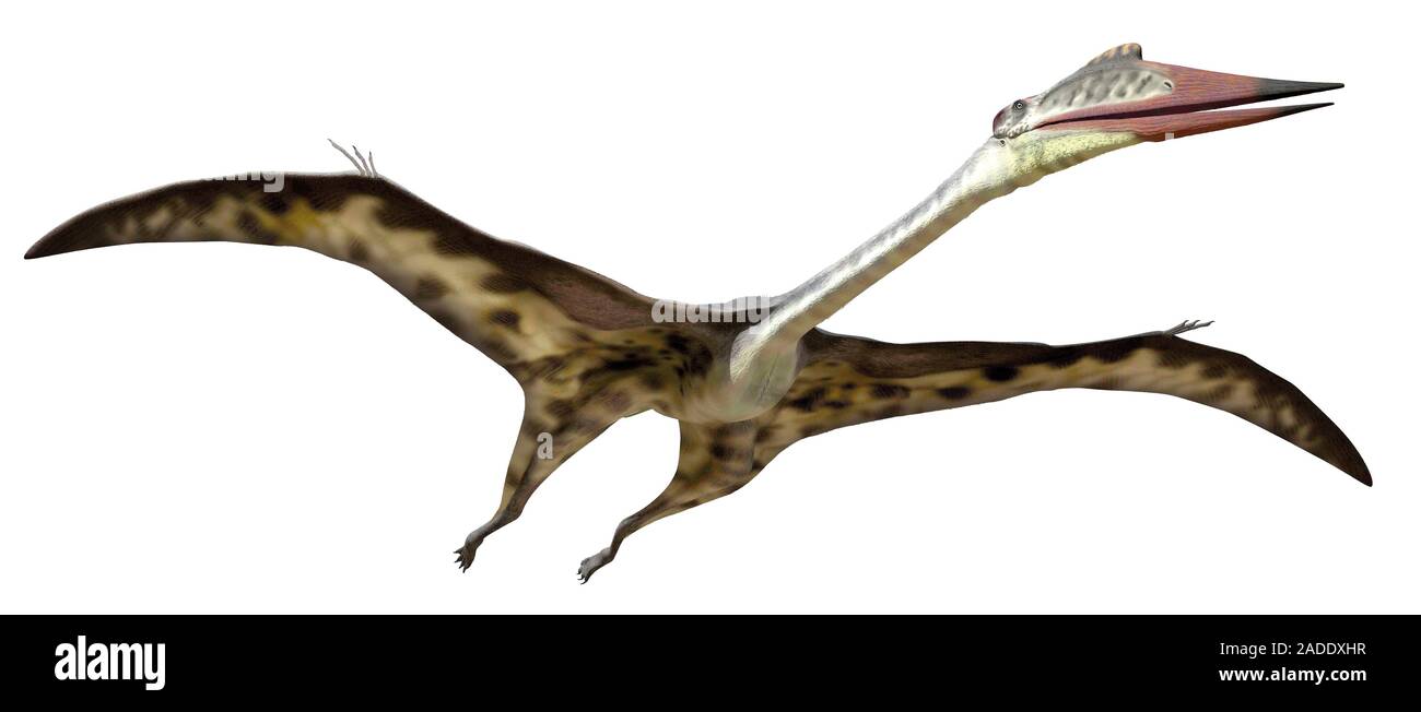 Quetzalcoatlus, illustration. Gigantic pterosaur Quetzalcoatlus holds ...