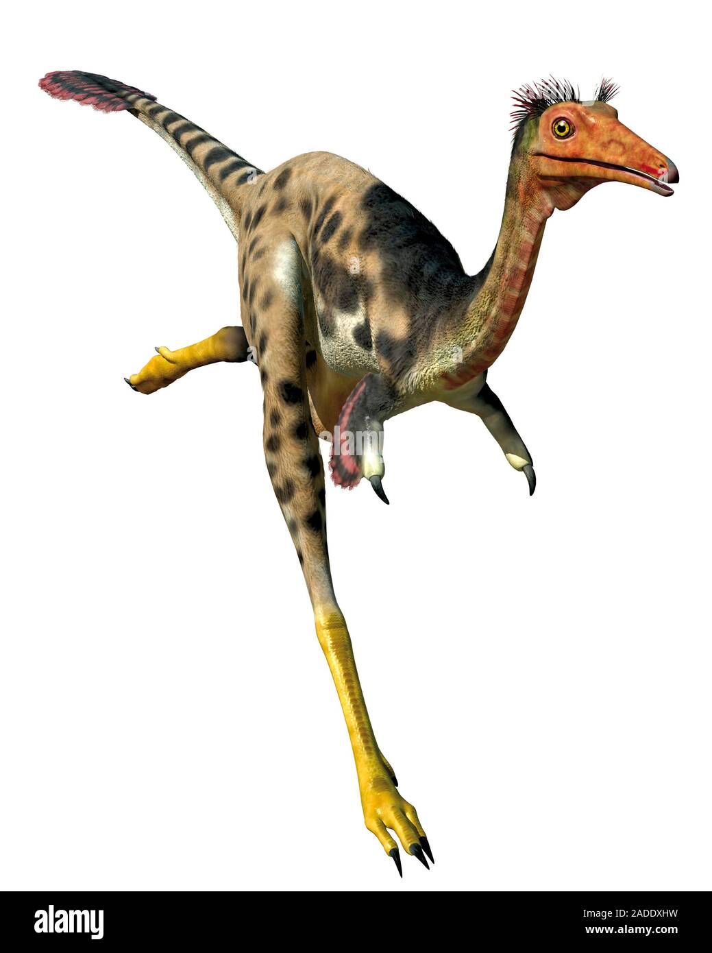 Shuvuuia, illustration. The 'pickiest' dinosaur of them all was an ...