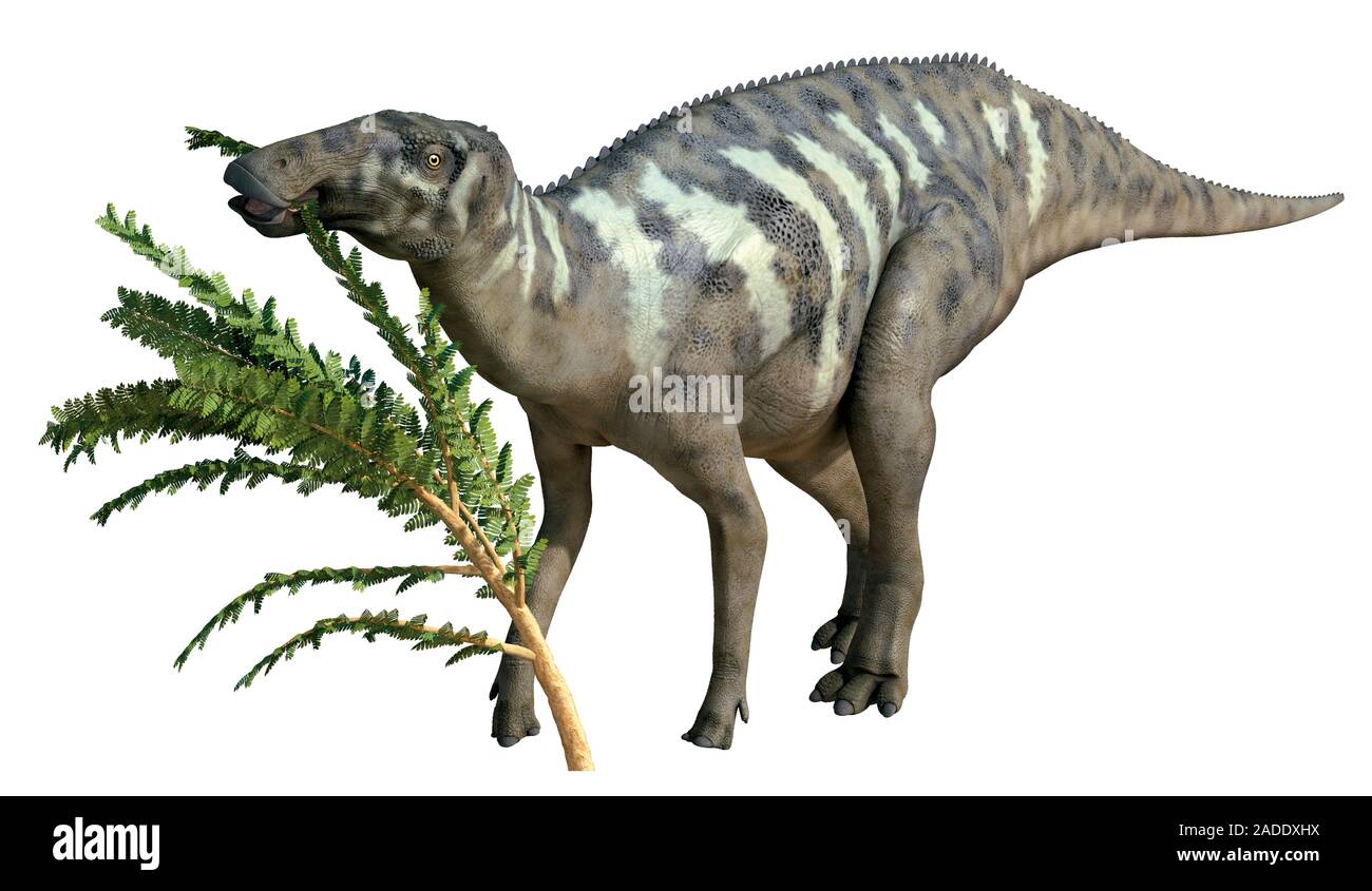 Edmontosaurus, illustration. Duckbill dinosaur Edmontosaurus boasted ...