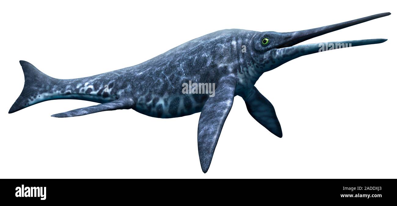 Shonisaurus, illustration. Shonisaurus - a fish-shaped ichthyosaur from ...