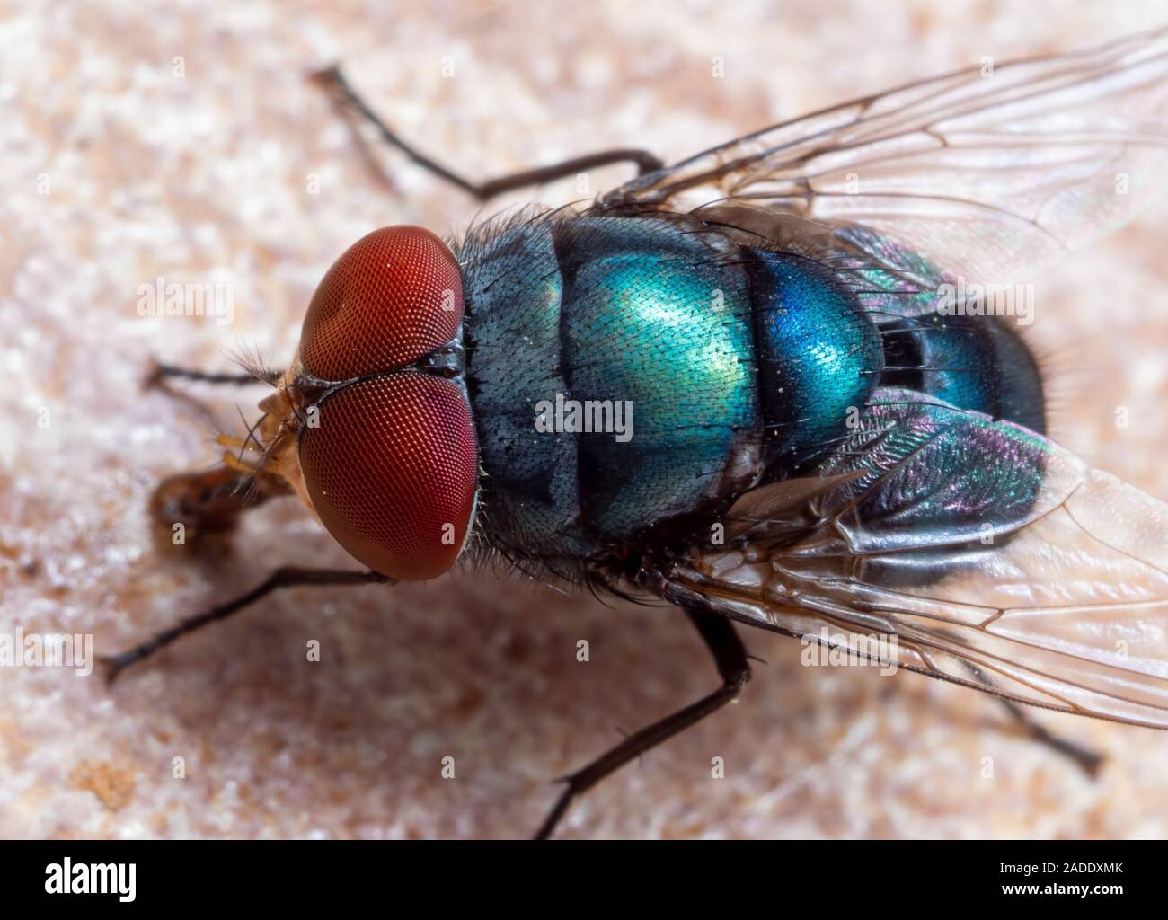 Bluebottle fly head hi-res stock photography and images - Alamy