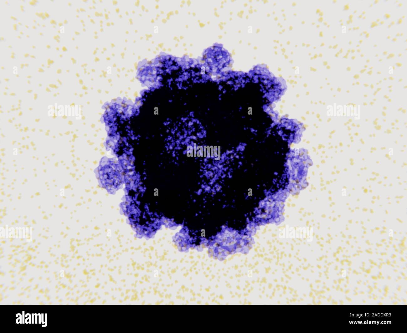 Norovirus virus particle, illustration. Norovirus is the most common ...
