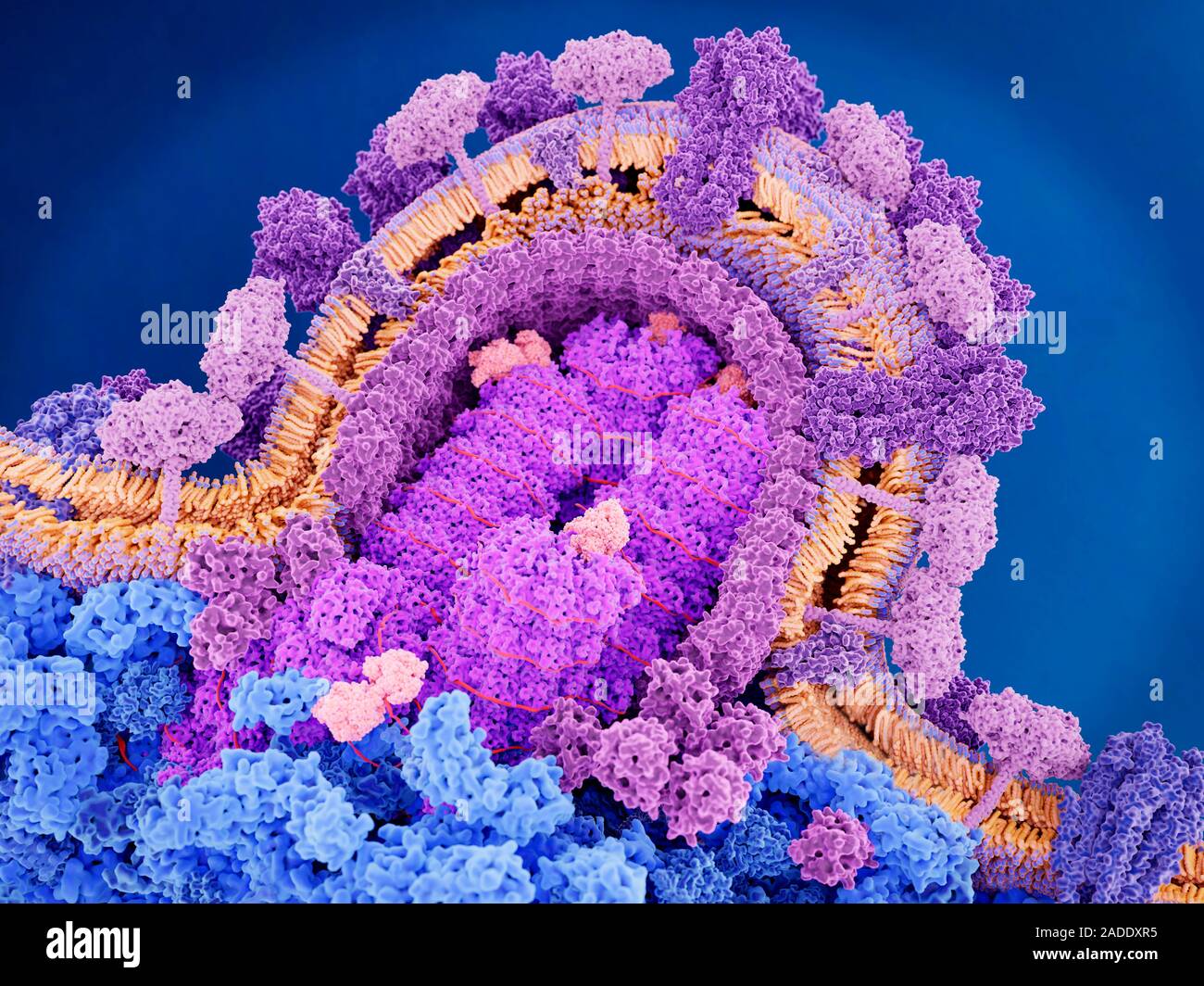 Influenza virus breaking out of a cell, illustration. Influenza viral ...
