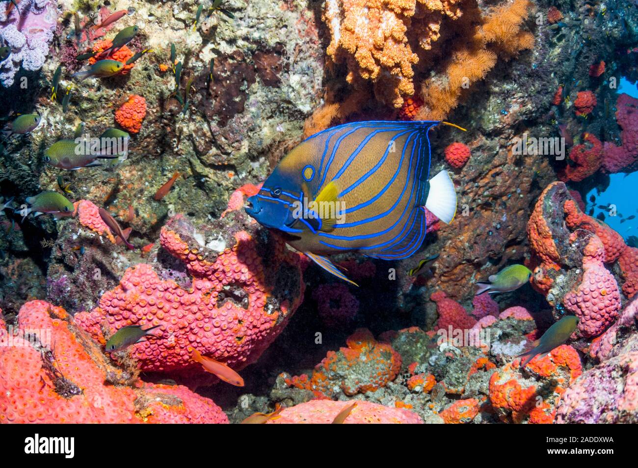 Bluering angelfish (Pomacanthus annularis) on a reef. This angelfish ...