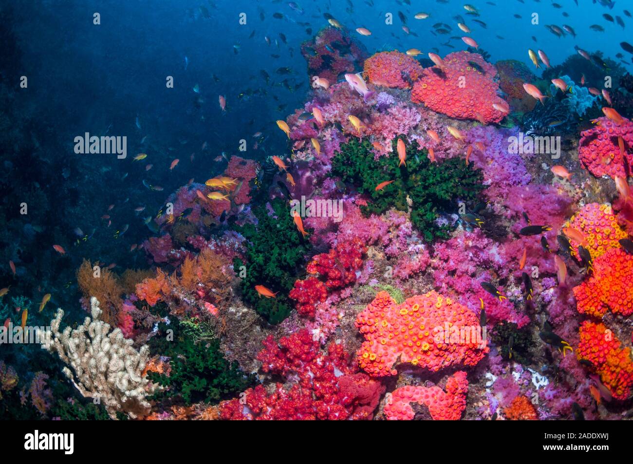 Coral reef with soft corals and assorted marine fauna. Photographed in ...