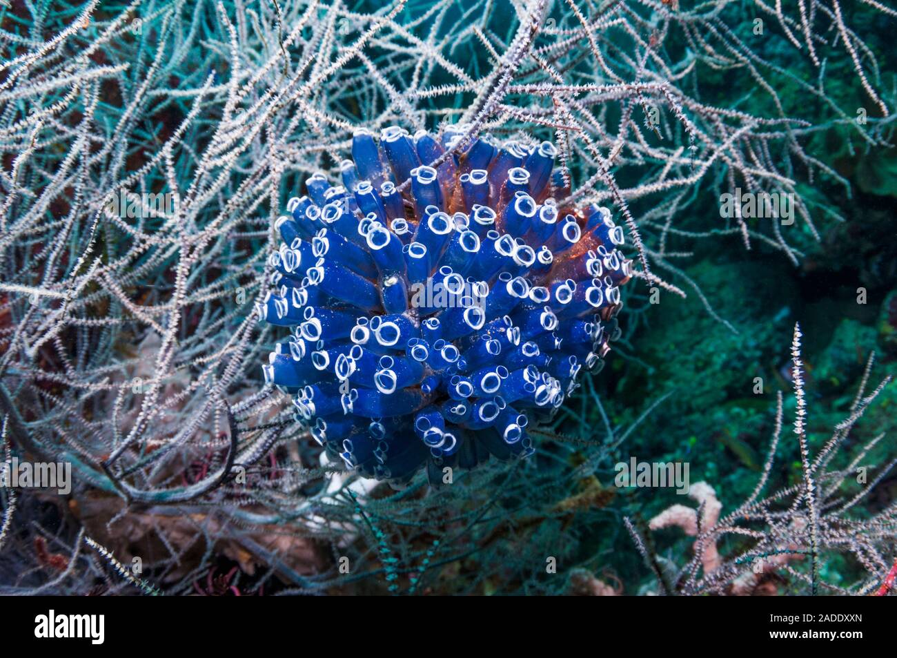 Sea squirts (Clavellina sp.). Colonial ascidian tunicates (sea squirts ...