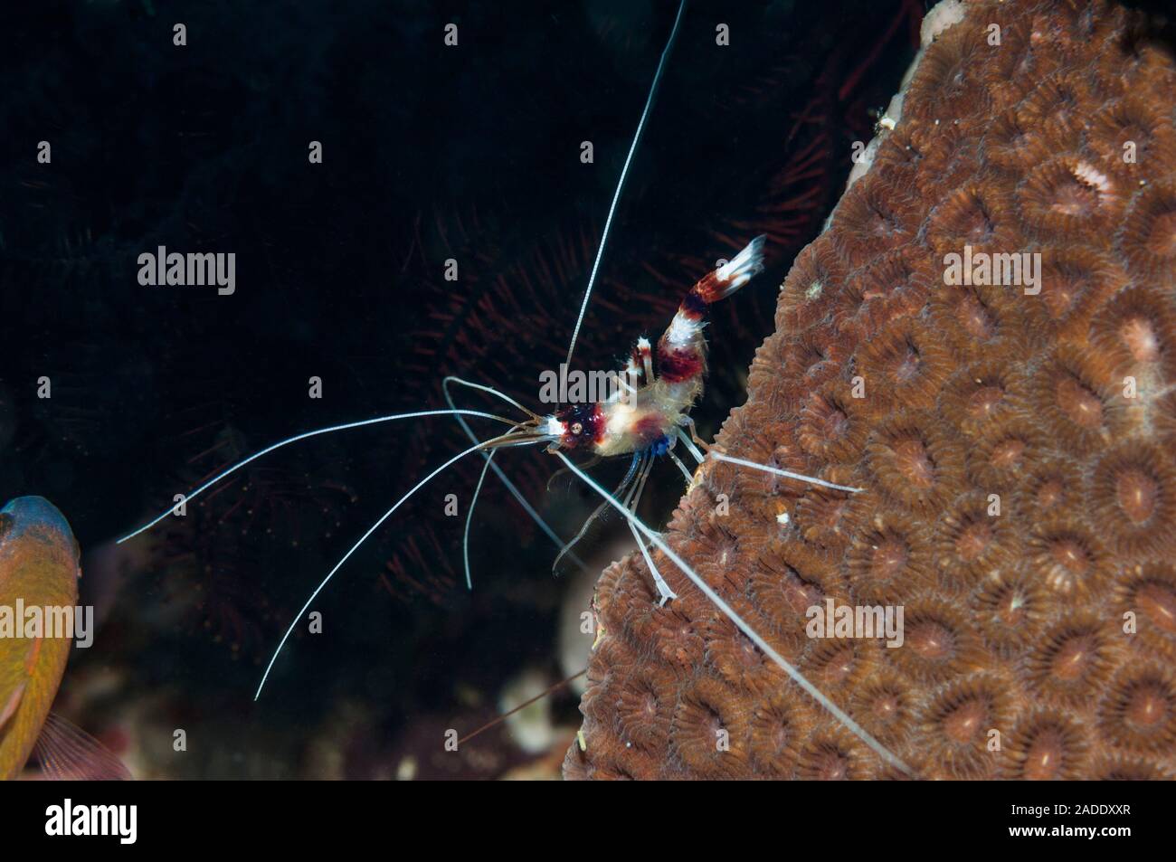 Banded coral shrimp (Stenopus hispidus). S. hispidus is a cleaner ...