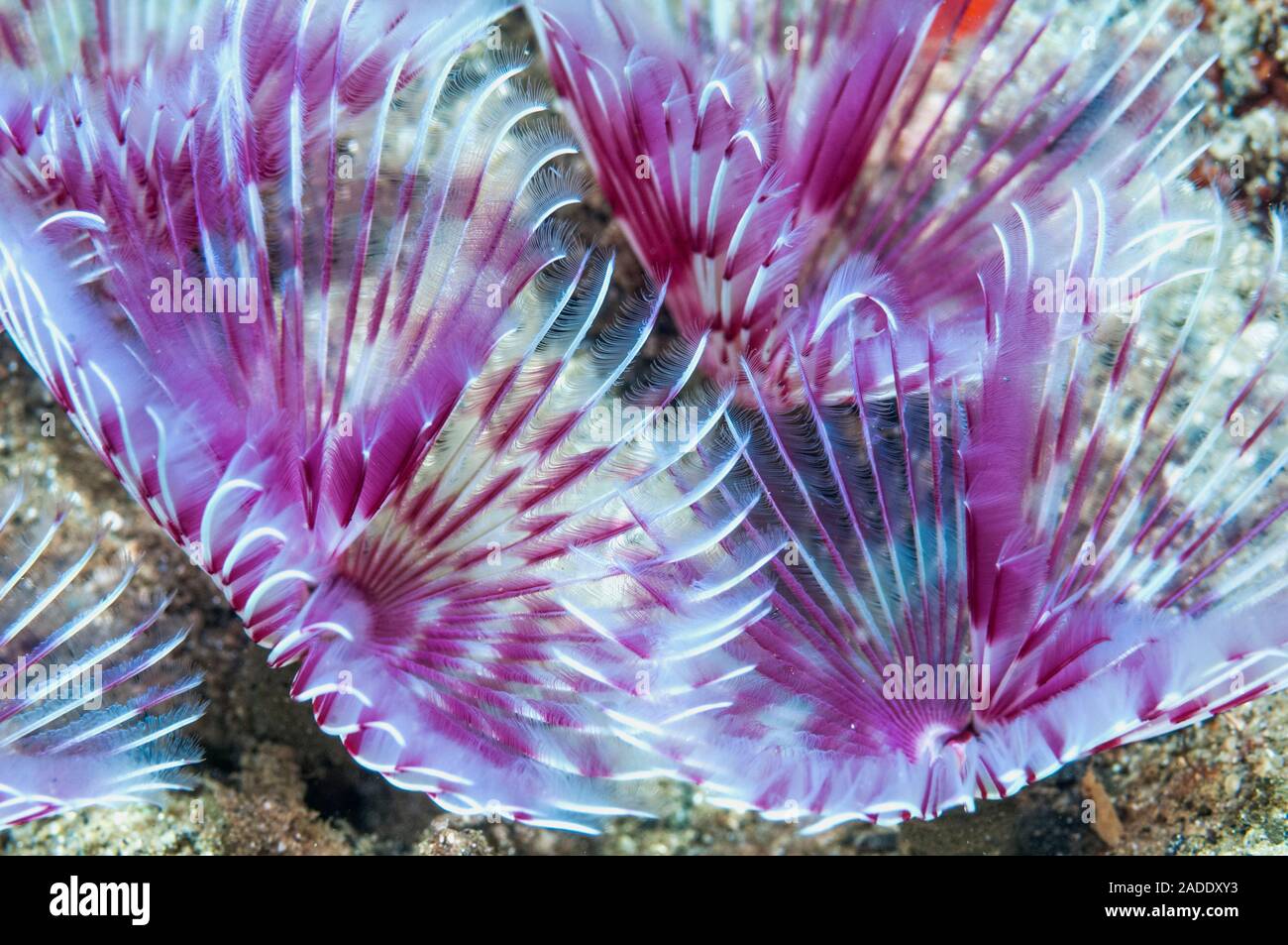 Variegated feather duster (Bispira variegata). This is a type of fan ...