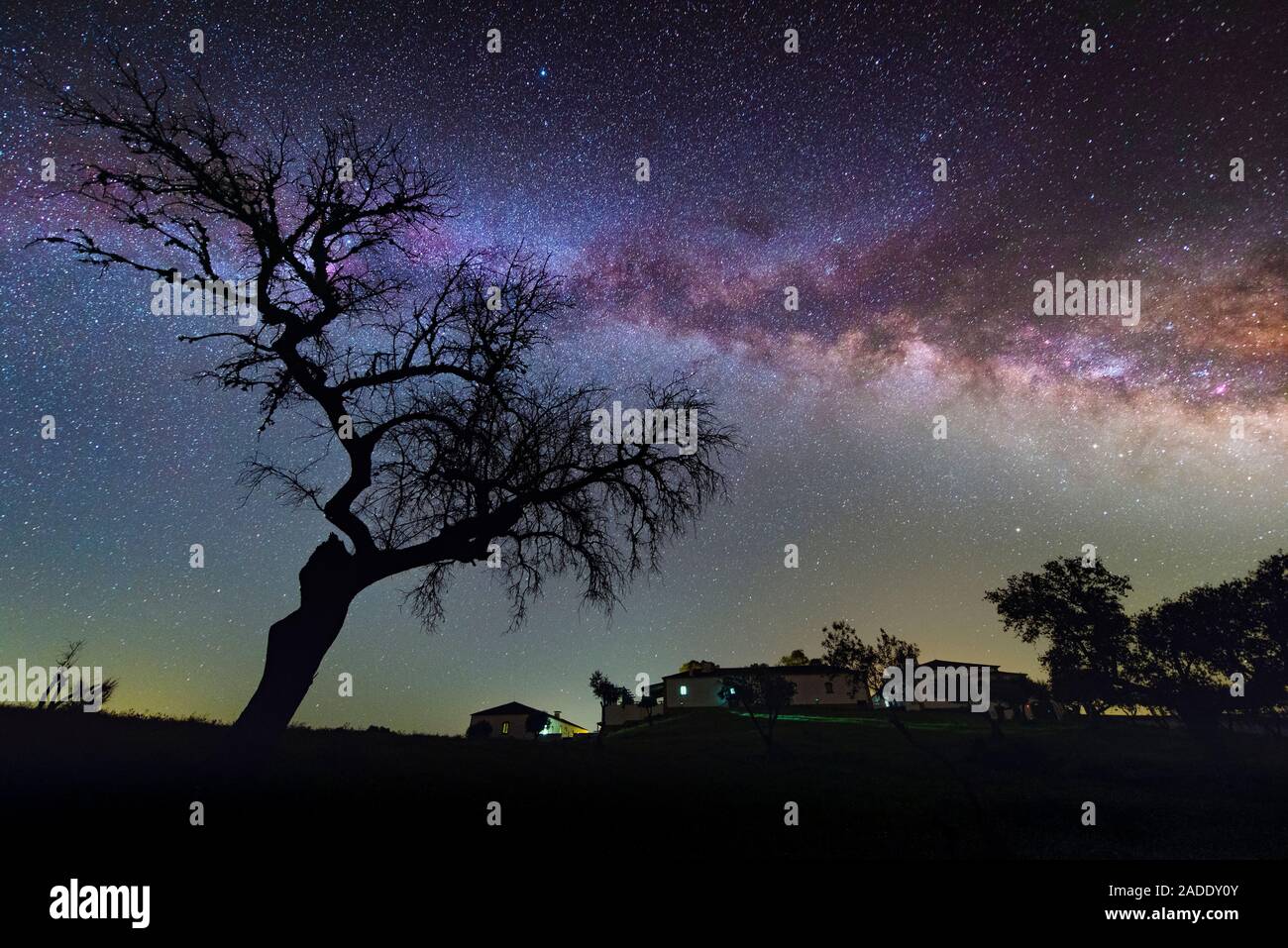 Milky Way over tree. The Milky Way rising above a silhouetted tree in ...