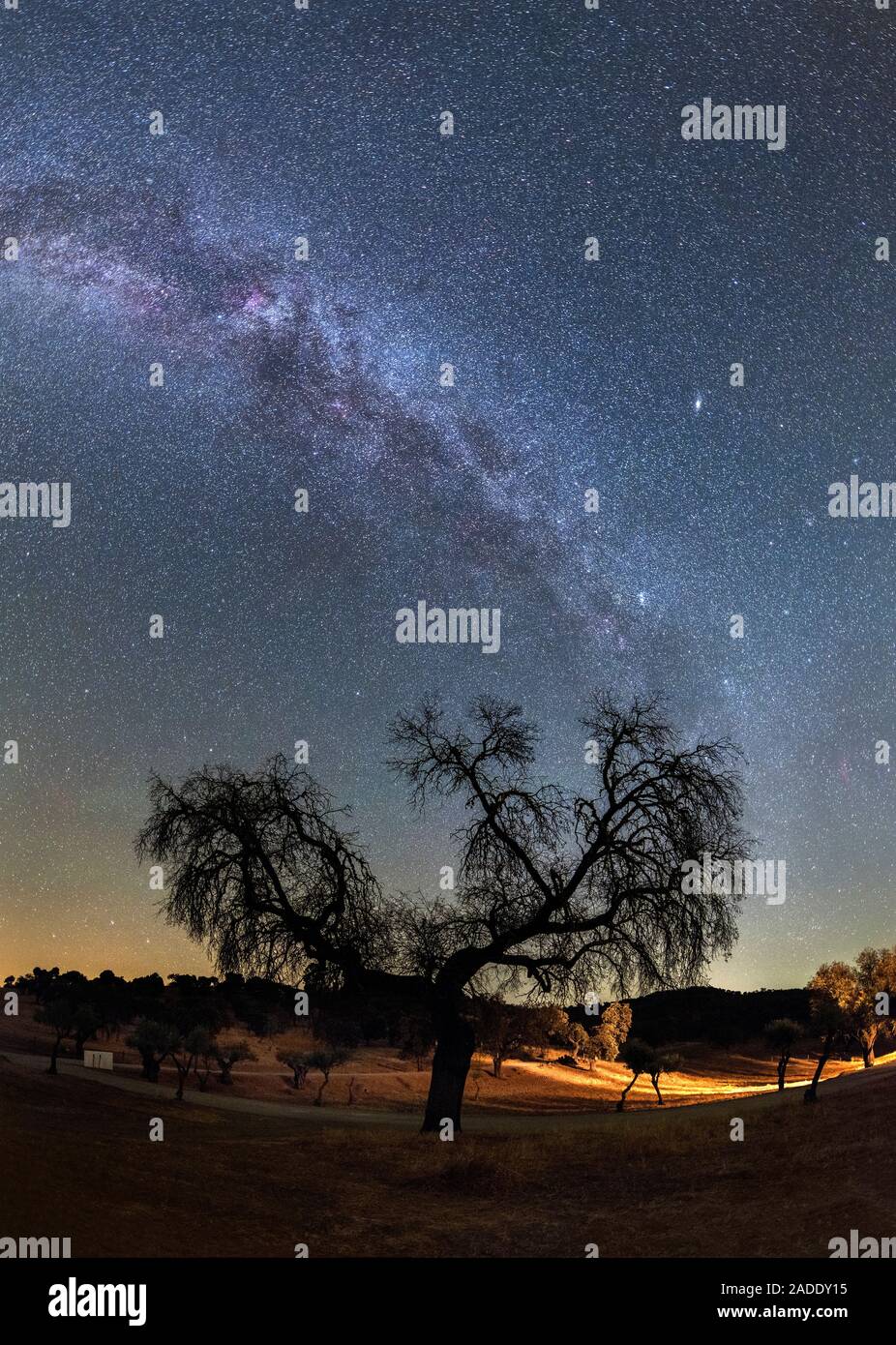 Milky Way over tree. The Milky Way rising above a silhouetted tree in ...