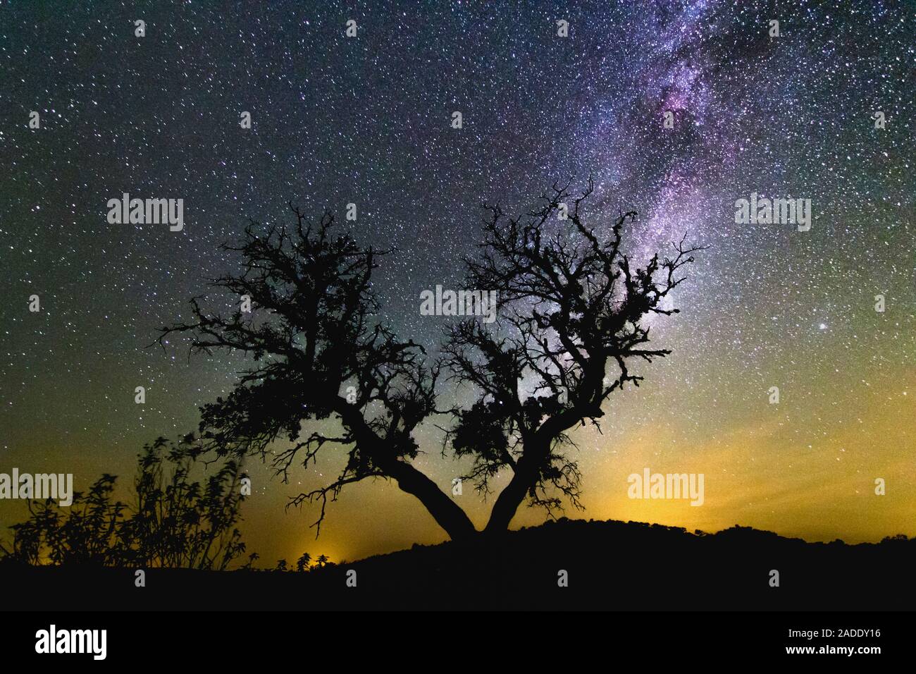Milky Way over tree. The Milky Way rising above a silhouetted olive ...