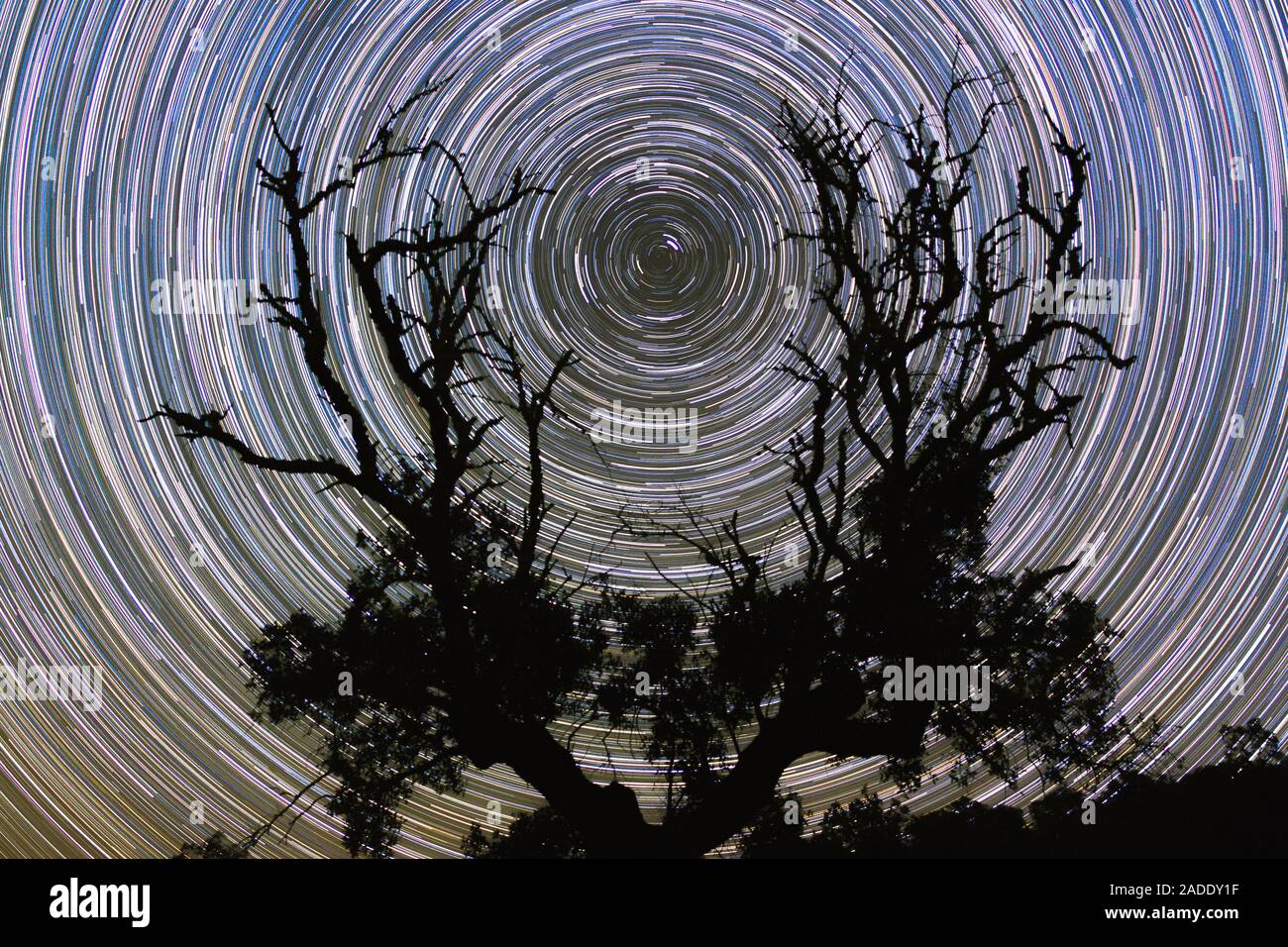 Star trails behind tree. Time-exposure image of stars forming light ...