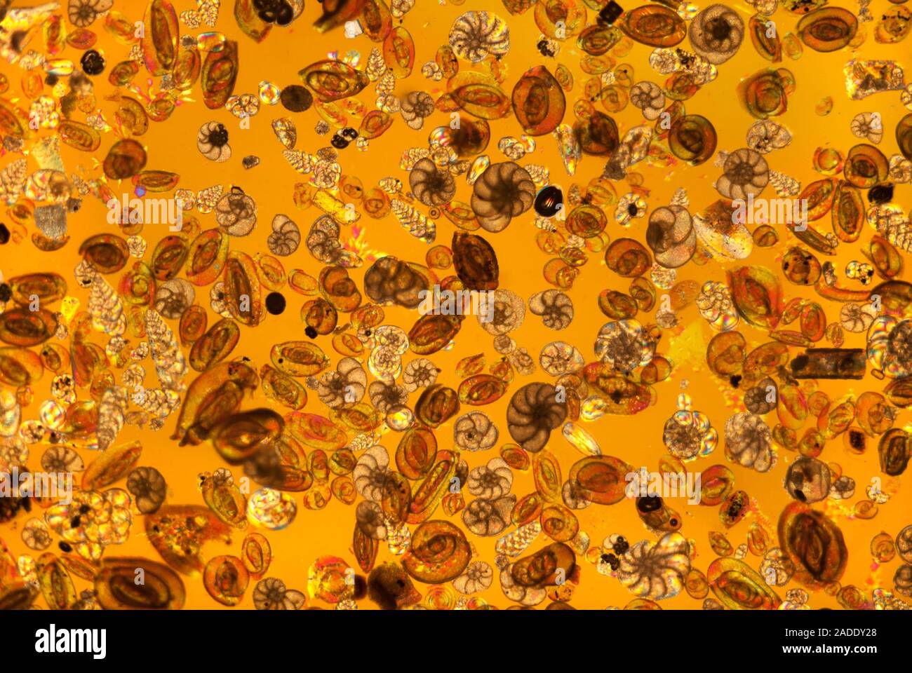 Polarised light micrograph of foraminifera shells. Foraminifera are ...