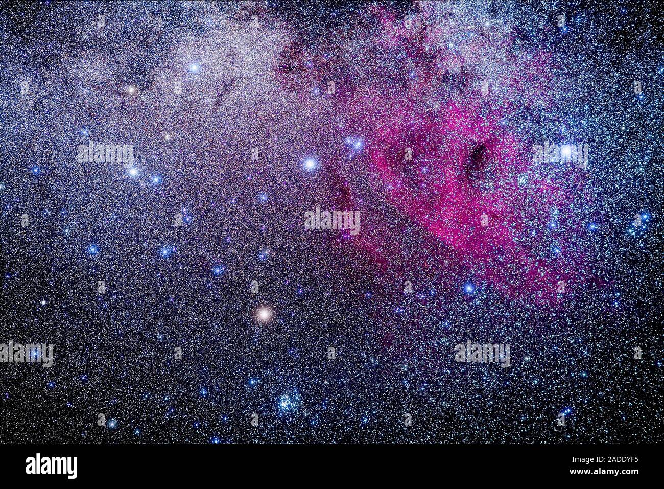 The asterism of the False Cross in Vela and Carina, at left, with Gamma ...