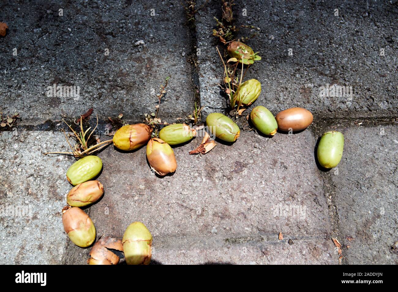 dates fallen off trees onto pavement in downtown city of orlando ...