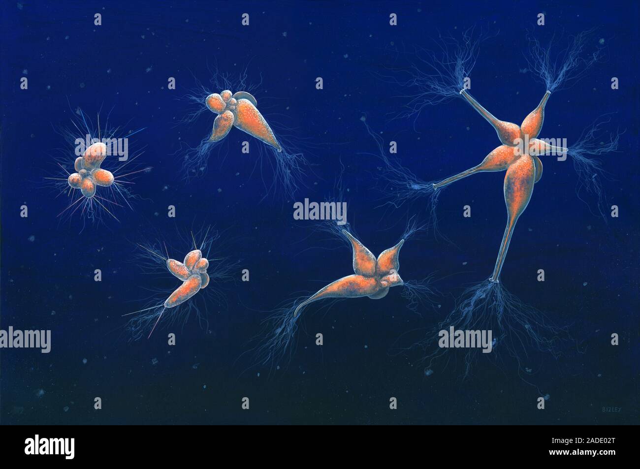 Illustration of foraminifera during the Eocene showing the evolution of ...