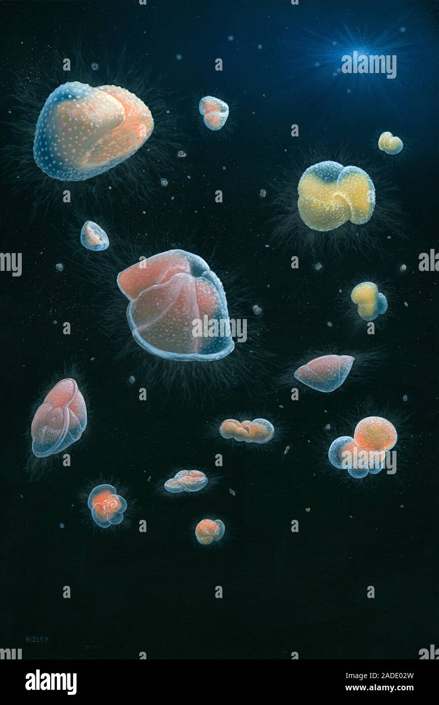 Illustration of various species of modern foraminifera living in the ...