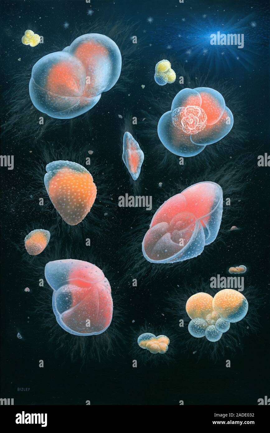 Illustration of various species of modern foraminifera living in the ...