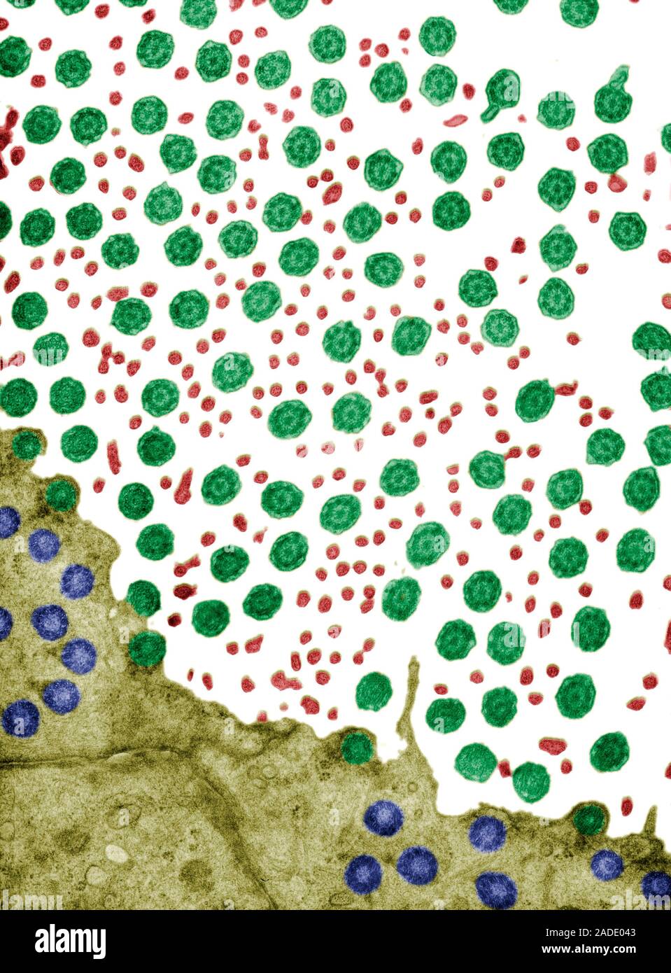 False colour transmission electron micrograph (TEM) of a ciliated cell ...