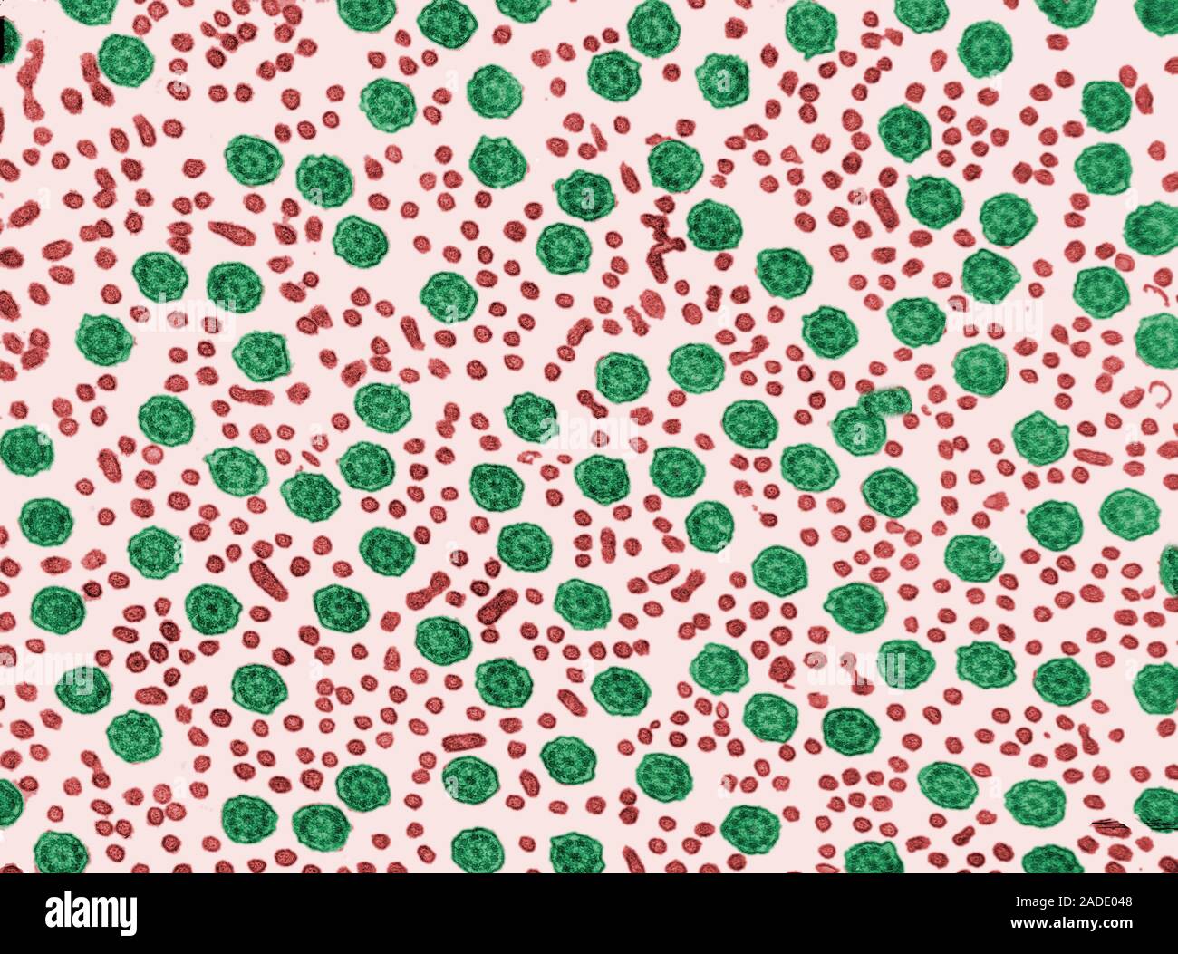 False colour transmission electron micrograph (TEM) showing cross ...