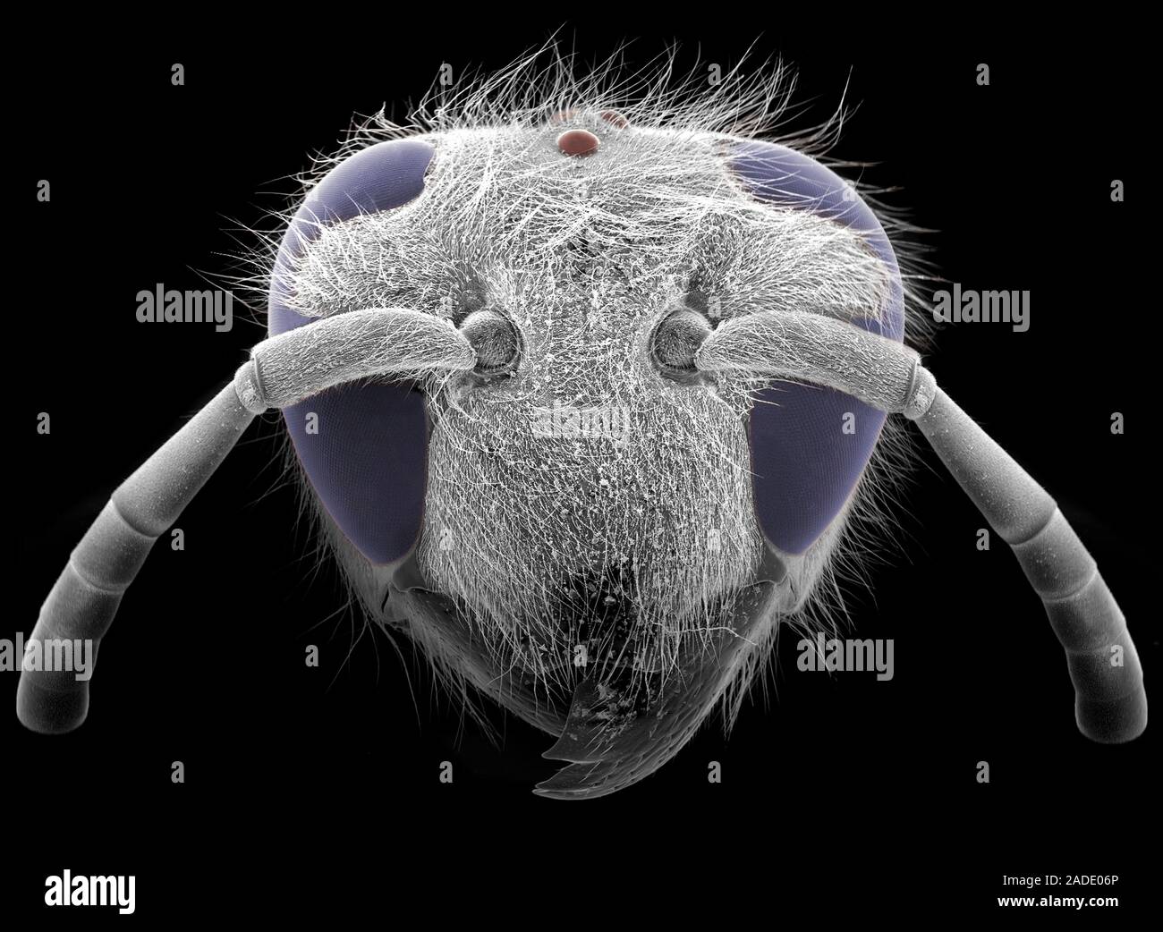 Bee face, coloured scanning electron micrograph (SEM). Magnification ...