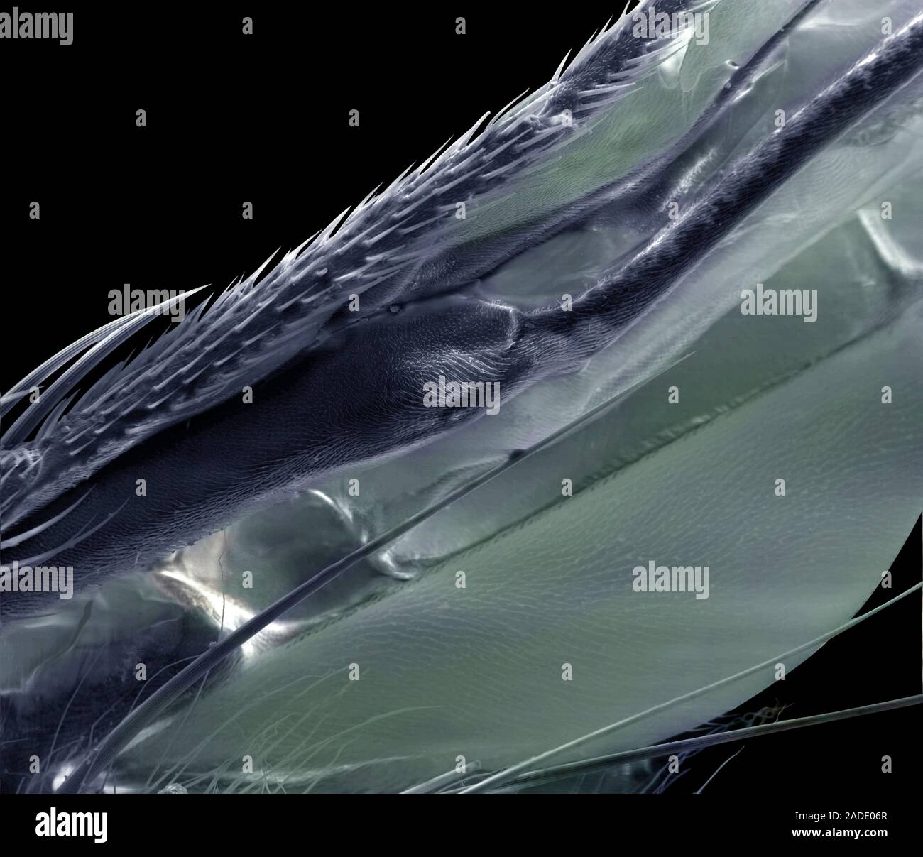 Fly wing, coloured scanning electron micrograph (SEM). Magnification ...