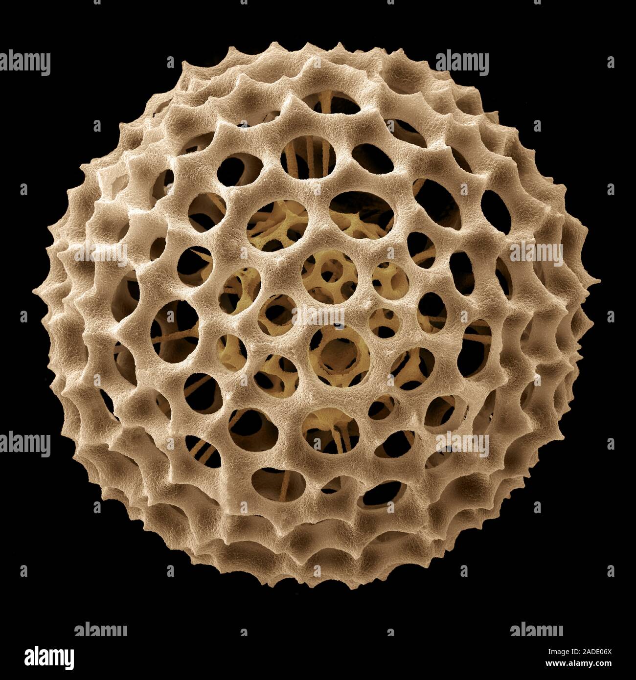 Coloured scanning electron micrograph (SEM) of a Radiolaria, a ...