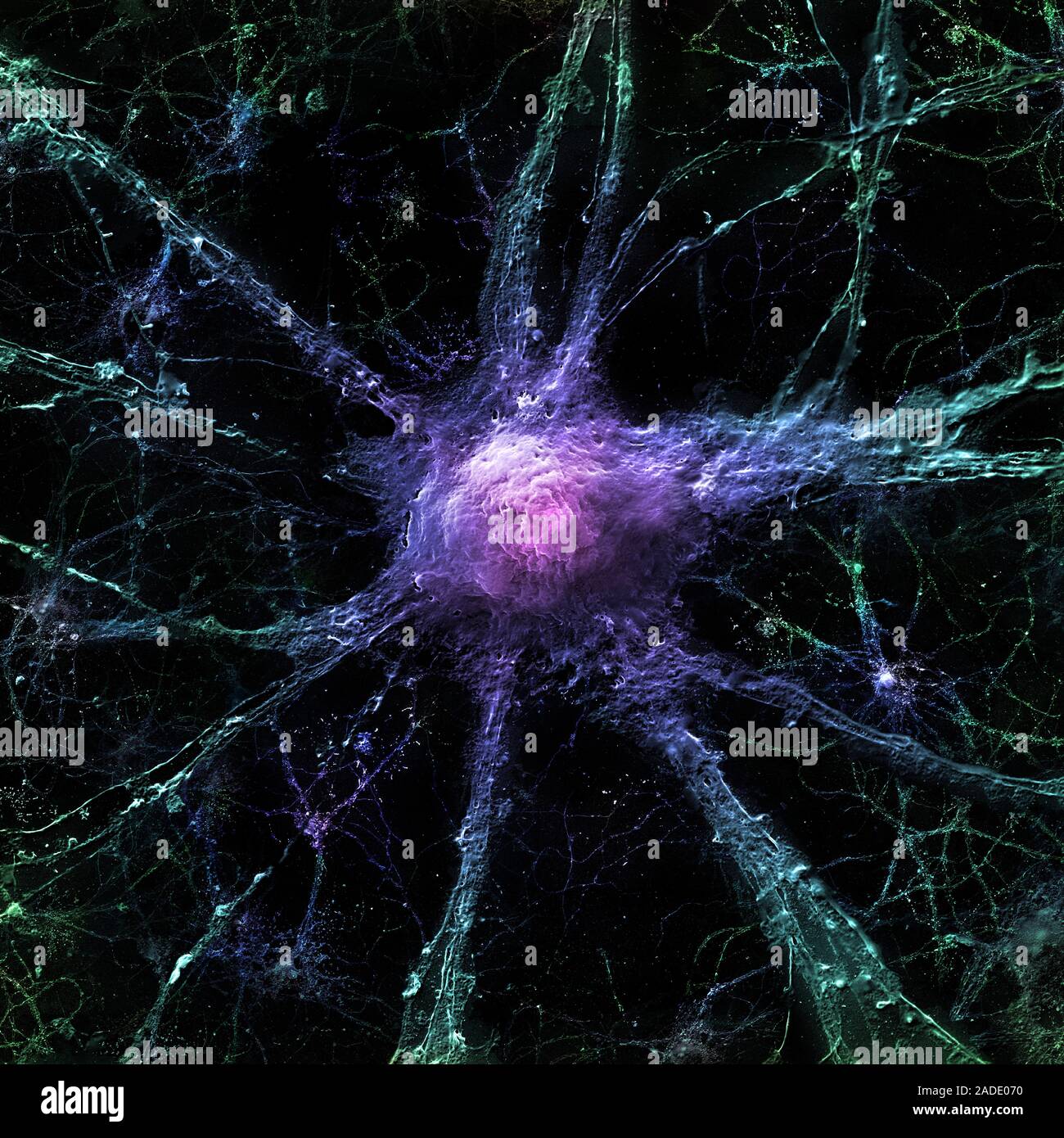 Healthy mouse (Mus musculus) neuron, coloured scanning electron ...