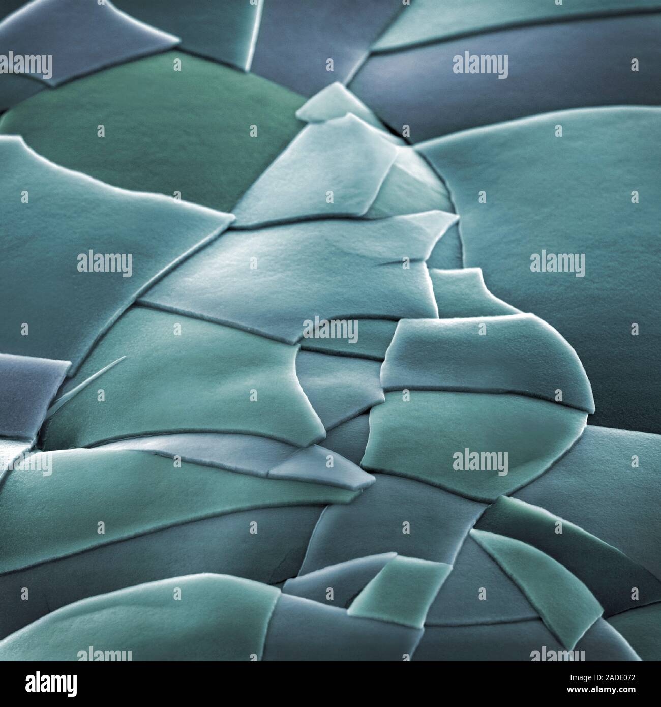 Indium tin oxide micro-tectonic plates, coloured scanning electron ...