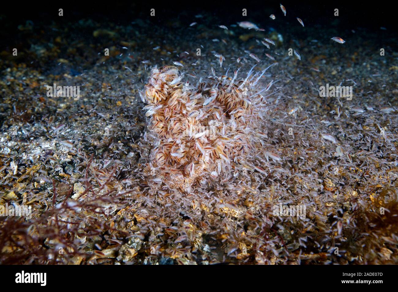 Amphipods (Anonyx nugax) feeding on the body of a dead marine organisms ...