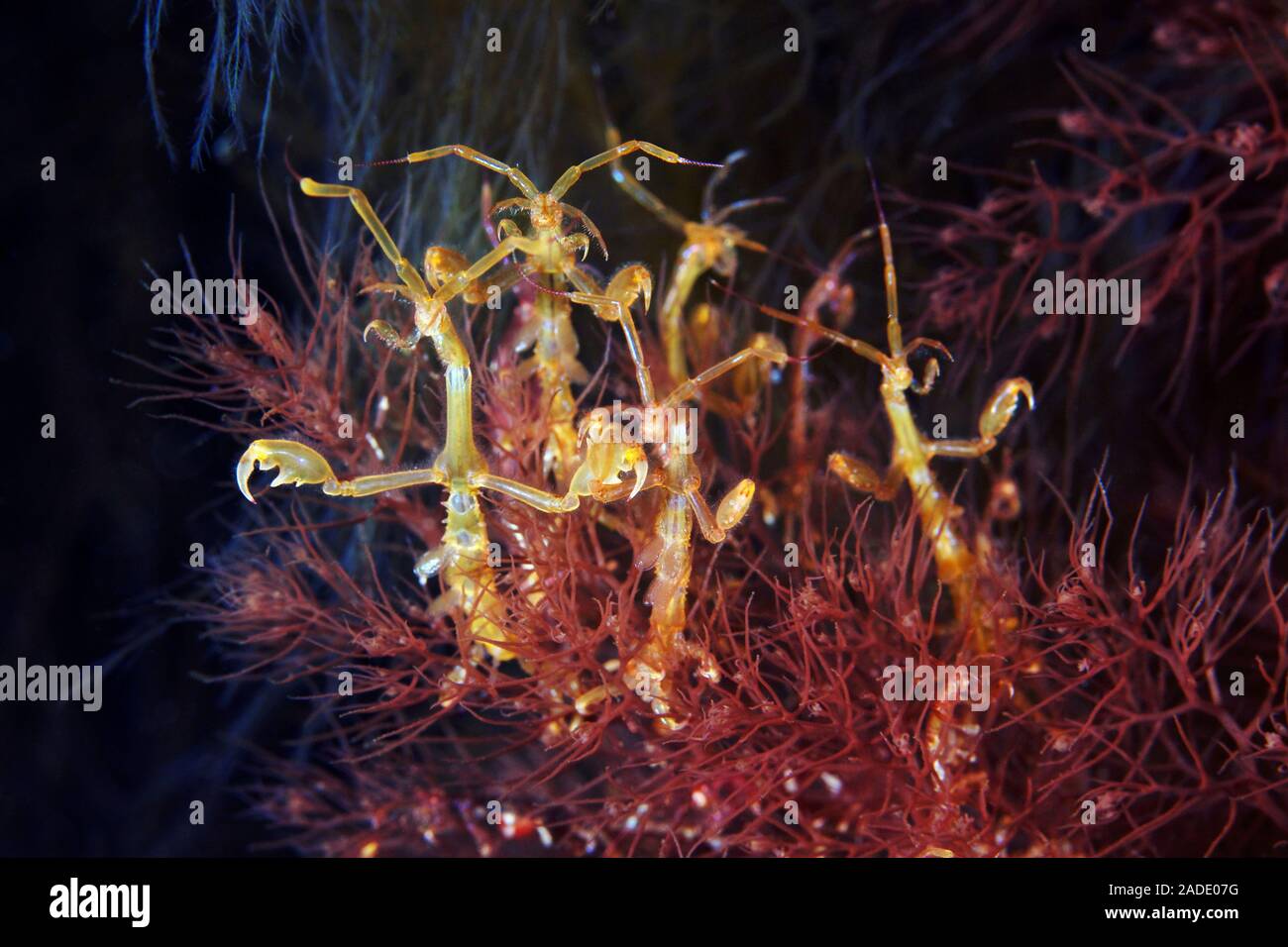Skeleton shrimp. Group of skeleton shrimp (Caprella sp.) waiting to ...