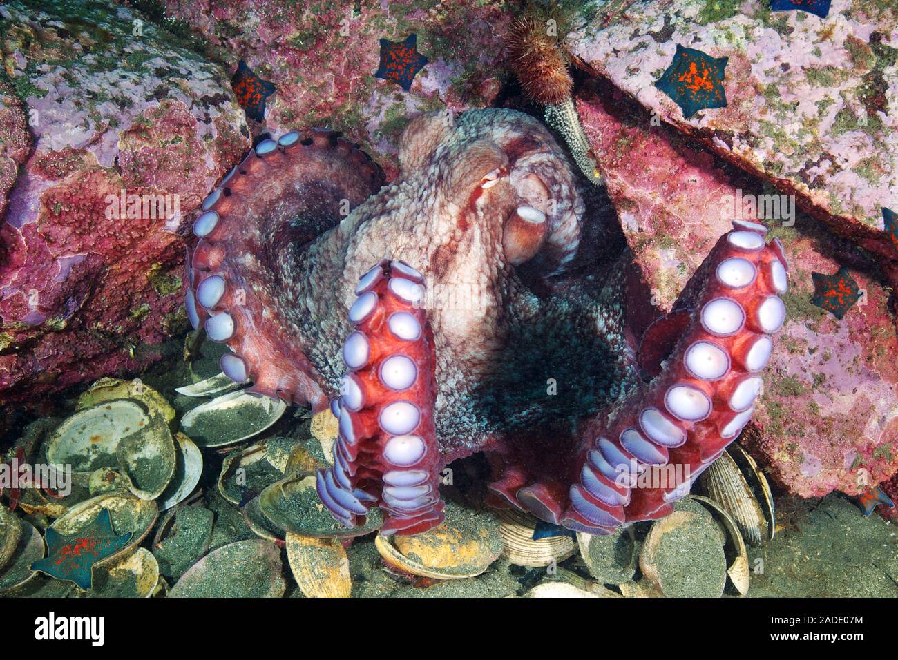 Giant Pacific octopus (Enteroctopus dofleini) among rocks. This is the ...