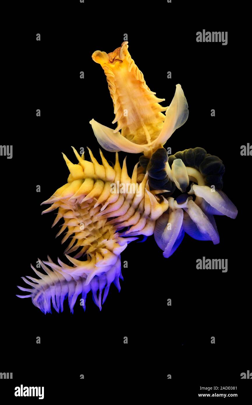 Chaetopterus marine worm (Chaetopterus cautus). This species is a ...