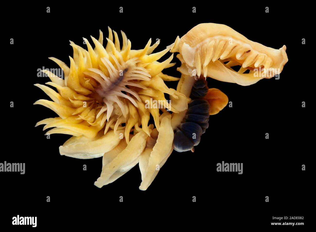 Chaetopterus marine worm (Chaetopterus cautus). This species is a ...