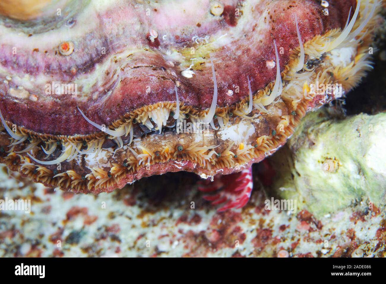 Swift's scallop (Chlamys swifti). Photographed in the Sea of Japan ...
