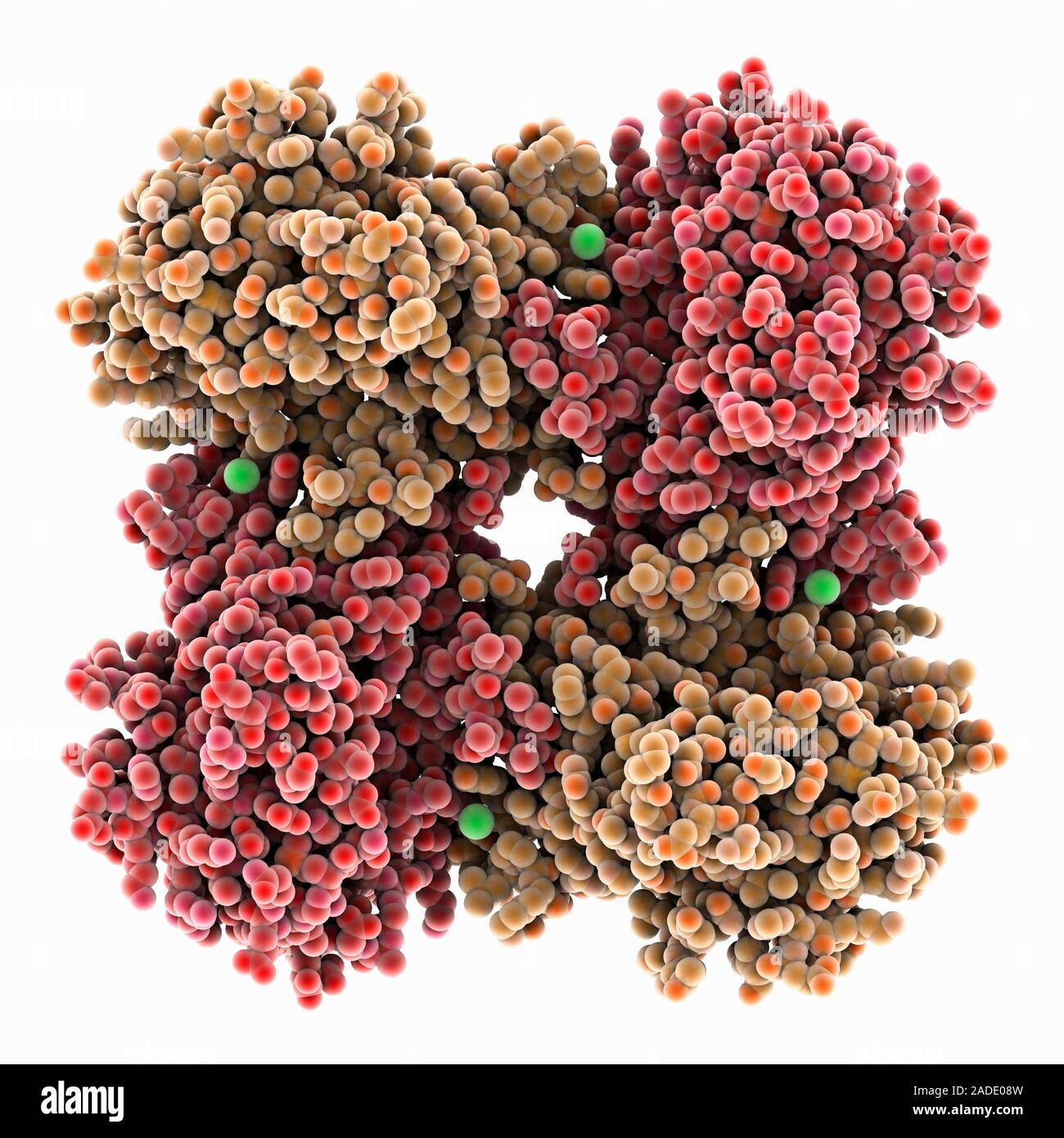Inosine monophosphate dehydrogenase. Computer model showing the ...