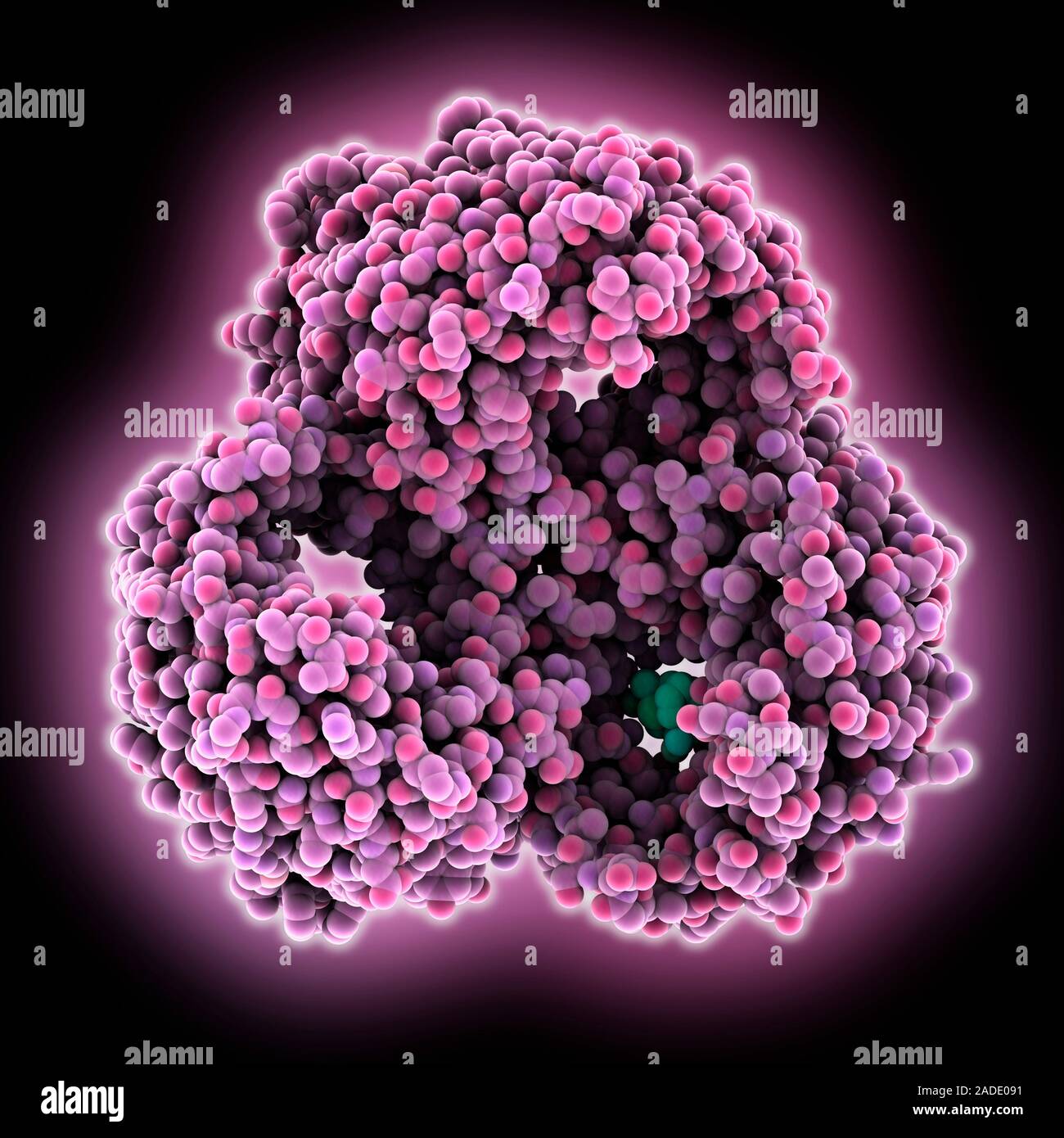 Outer membrane protein F. Computer model showing the trimeric structure ...