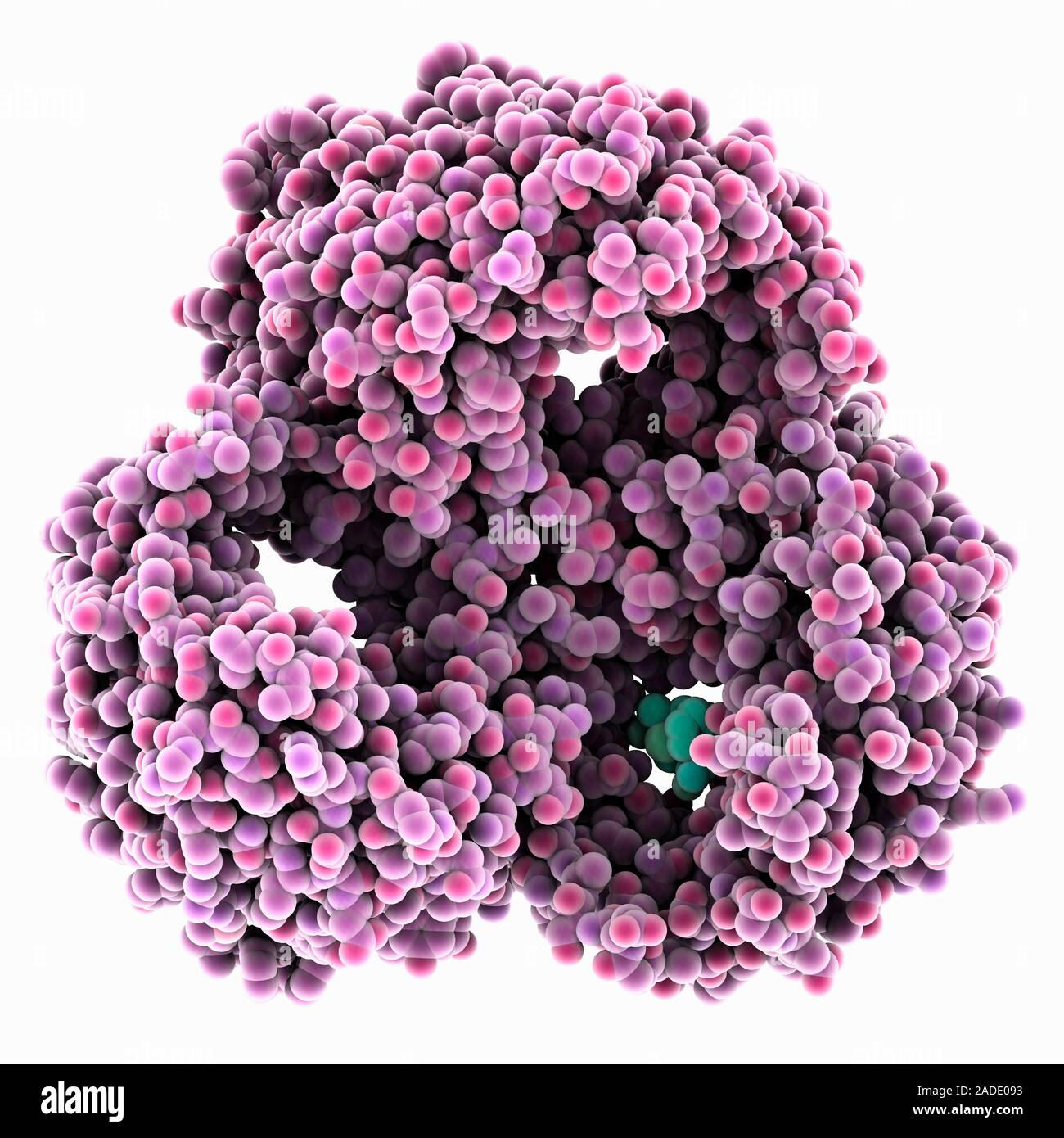 Outer membrane protein F. Computer model showing the trimeric structure ...
