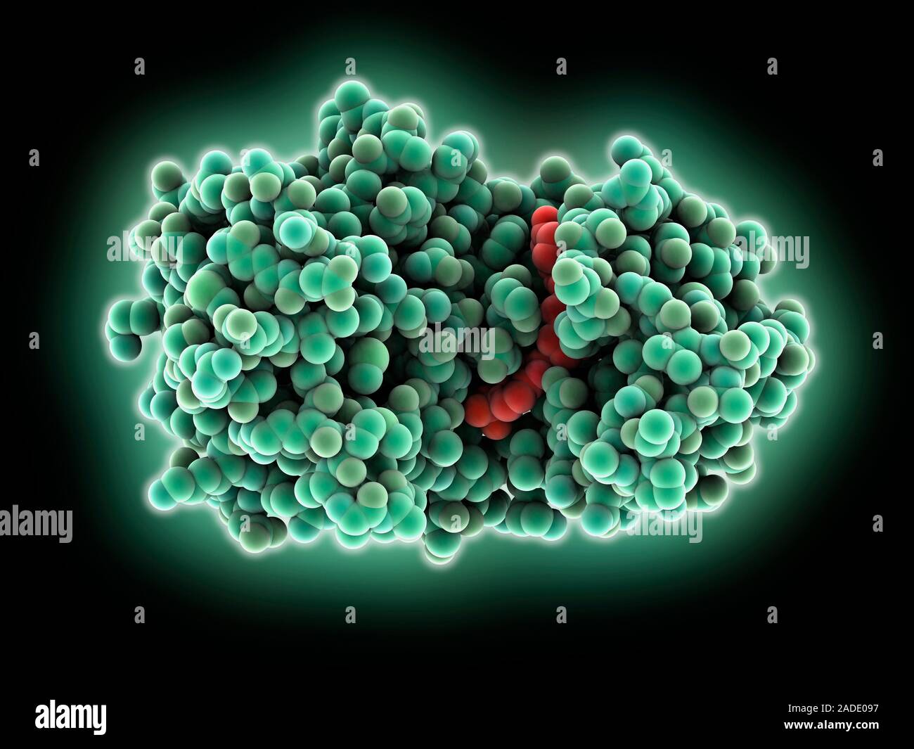 Kinase complexed with Braf inhibitor. Computer model showing the ...