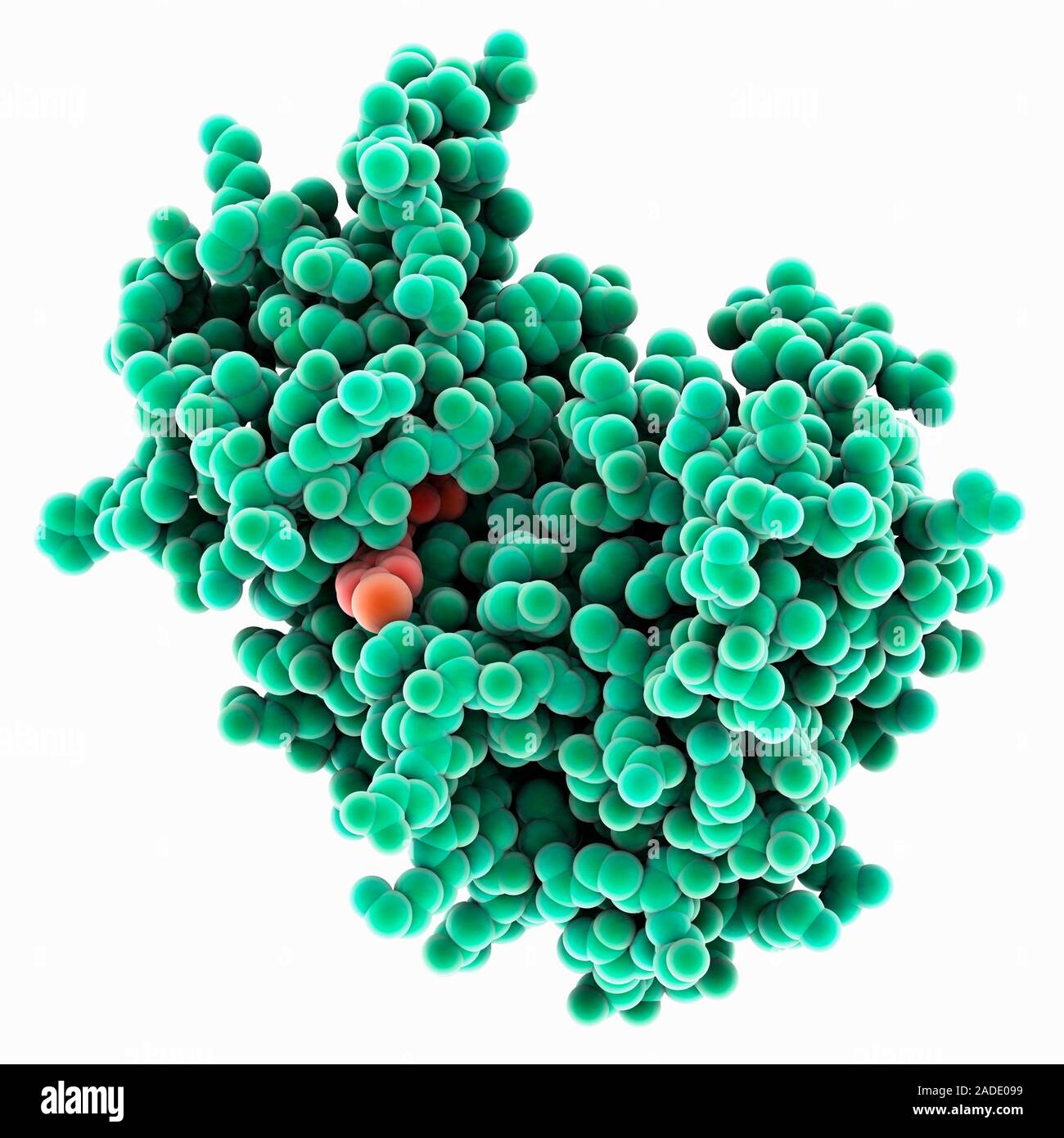 Kinase complexed with Vemurafenib. Computer model showing the structure ...