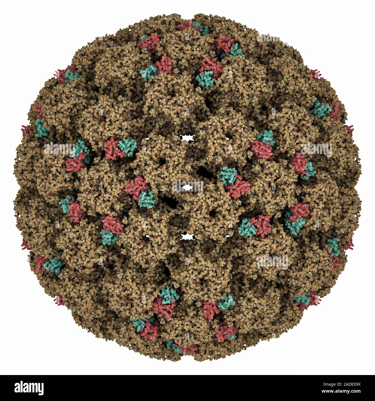 Human papilloma virus 16 capsid. Computer model showing the structure ...
