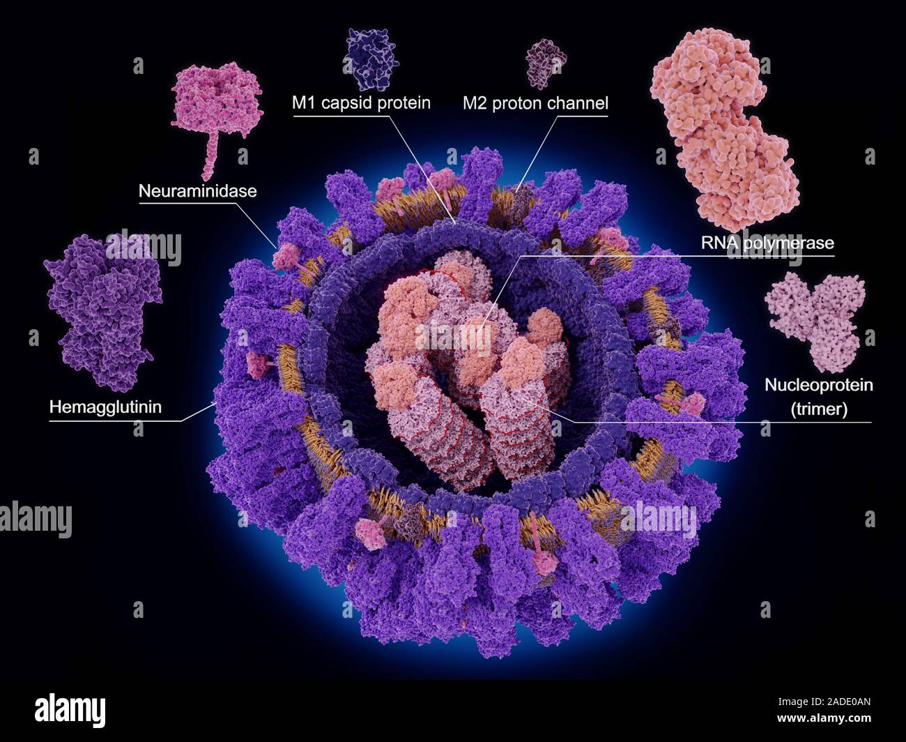 Ilustration showing the six proteins that form the structure of an ...