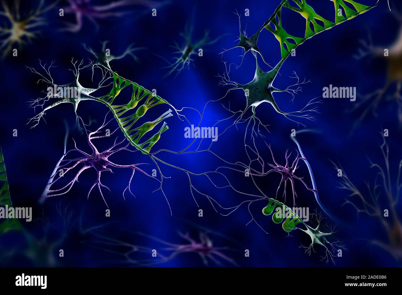 Brain cells and neuroglia. Illustration of brain nerve cell types and ...