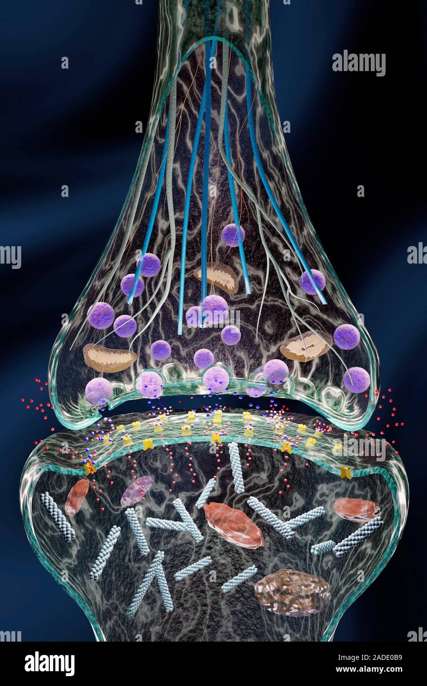 Nerve synapse. Illustration of the junction between two nerve cells ...