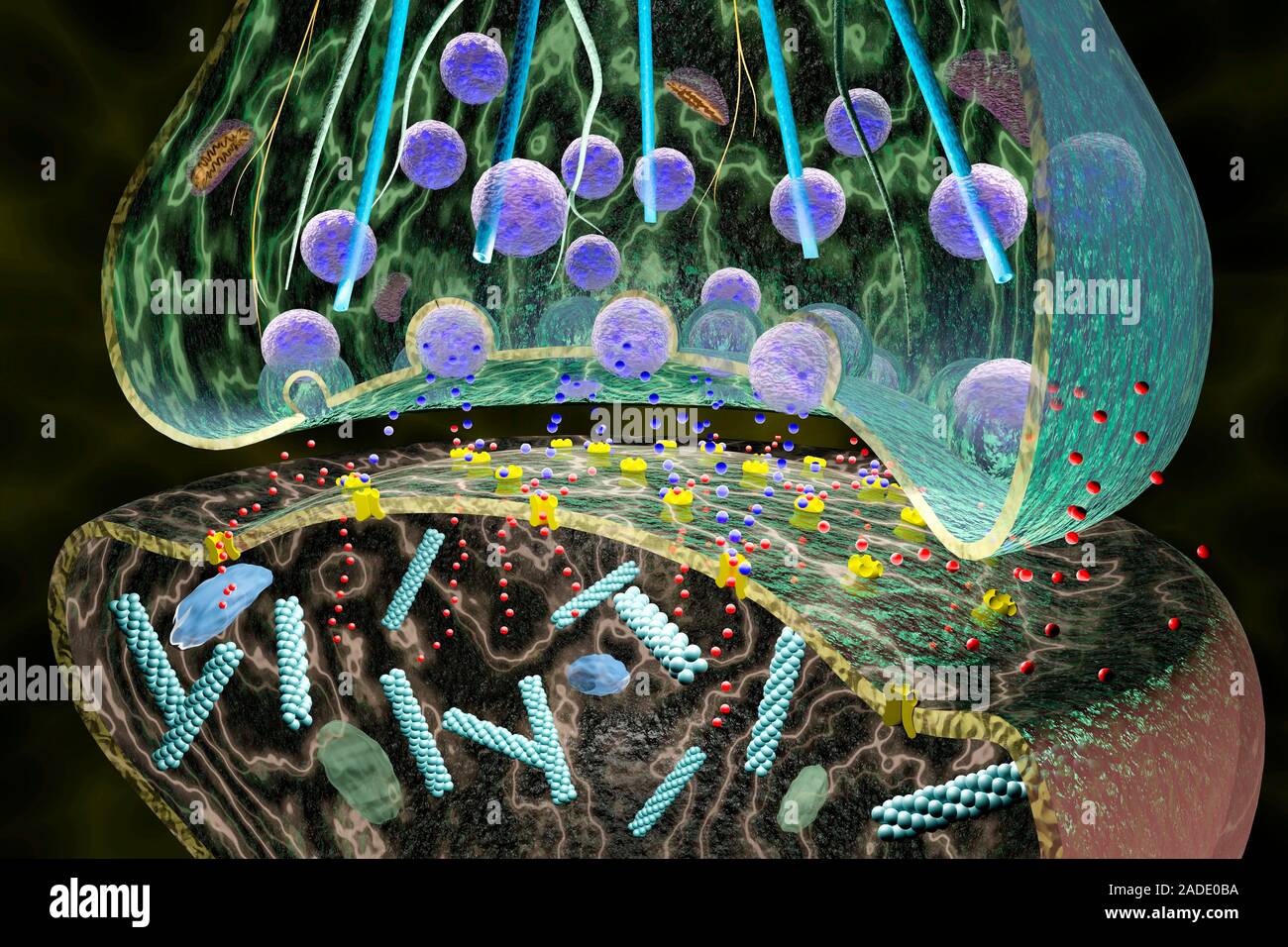 Nerve synapse. Illustration of the junction between two nerve cells ...
