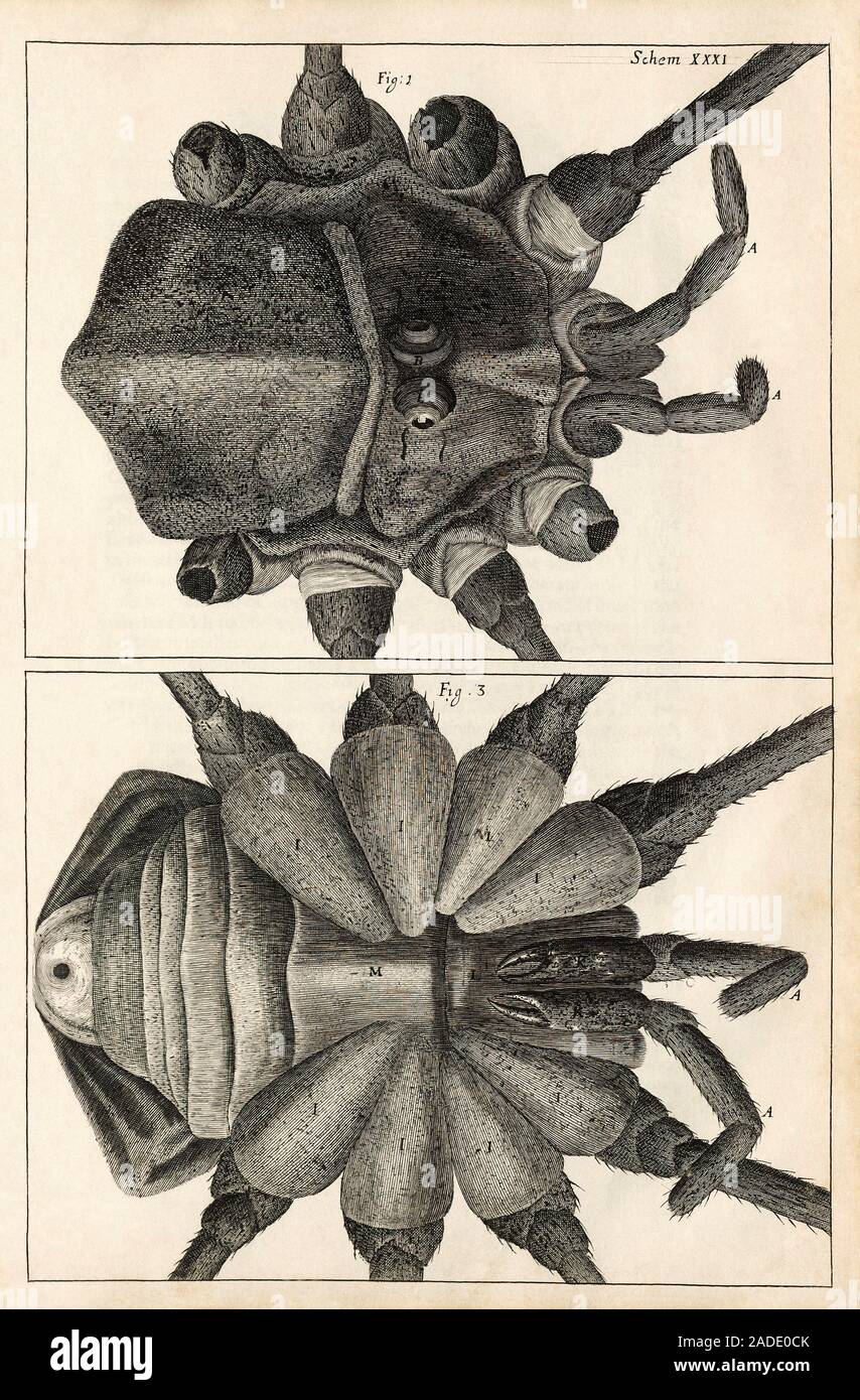 Spider in Hooke's 'Micrographia'. 17th-century illustration of the ...